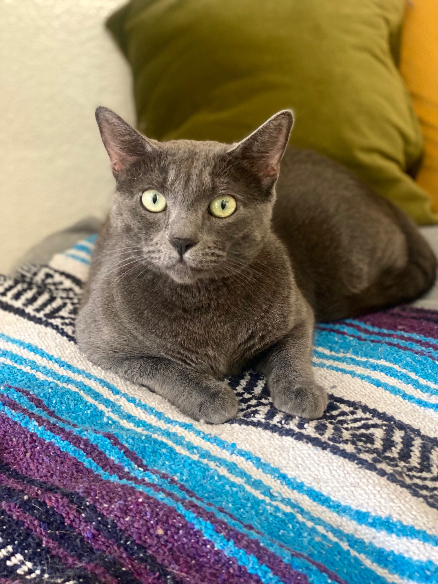 Our Kitties — El Jefe Cat Café