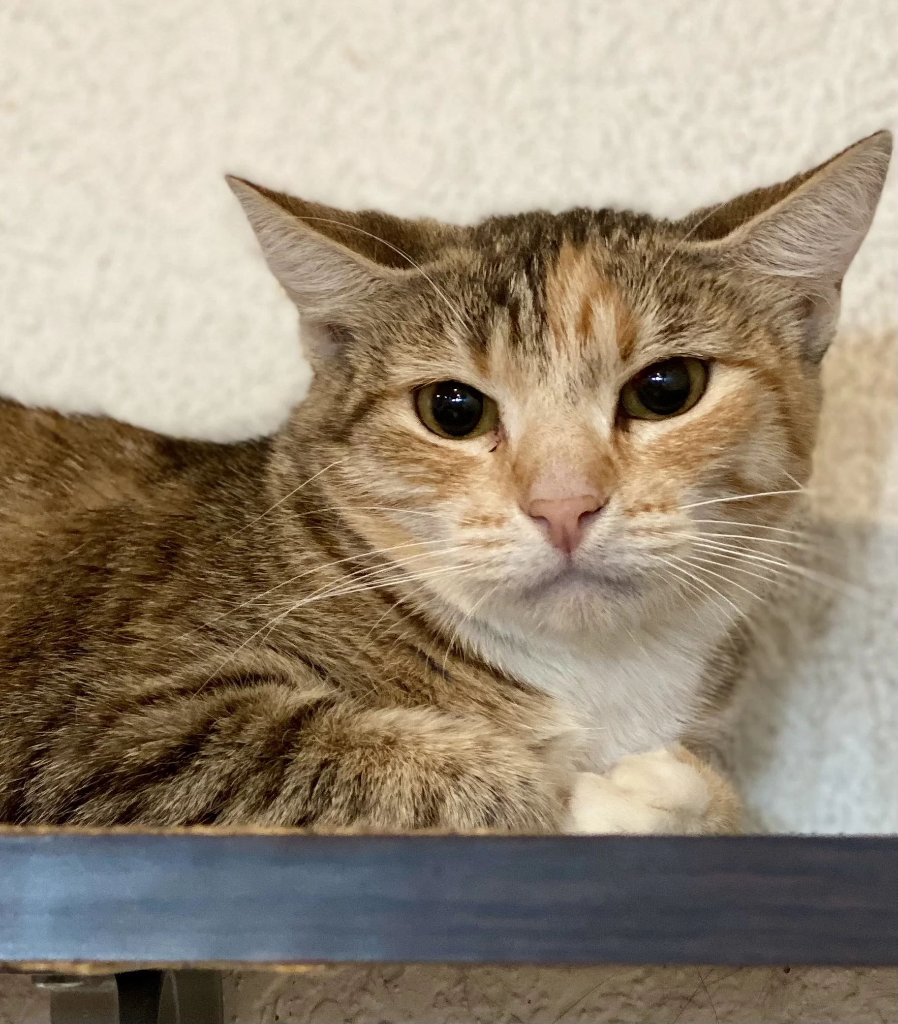 Our Kitties — El Jefe Cat Café