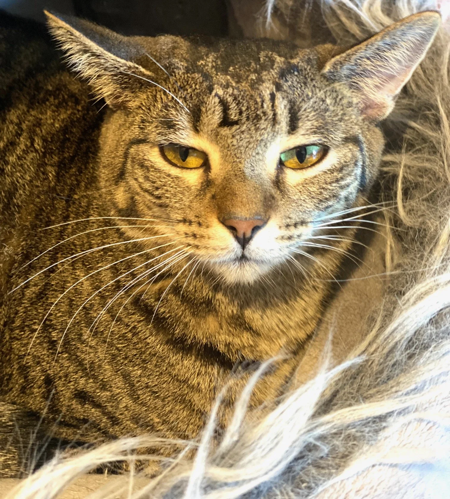 Our Kitties — El Jefe Cat Café