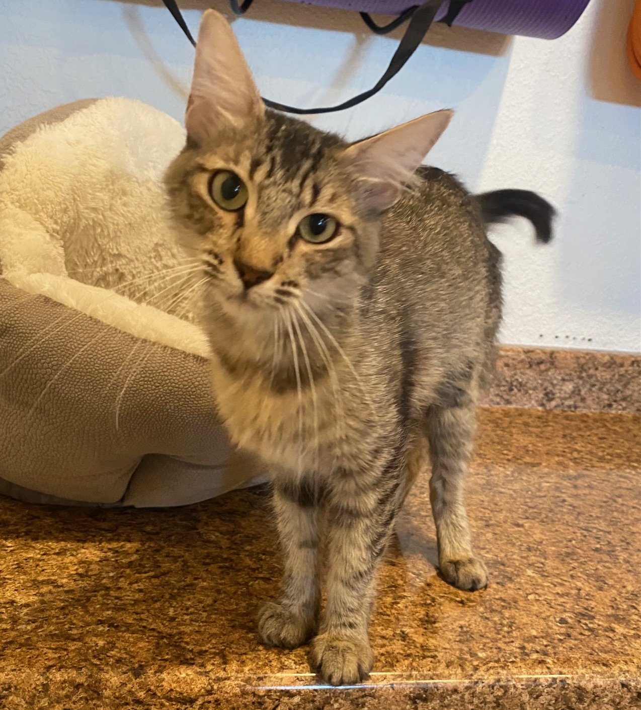 Our Kitties — El Jefe Cat Café