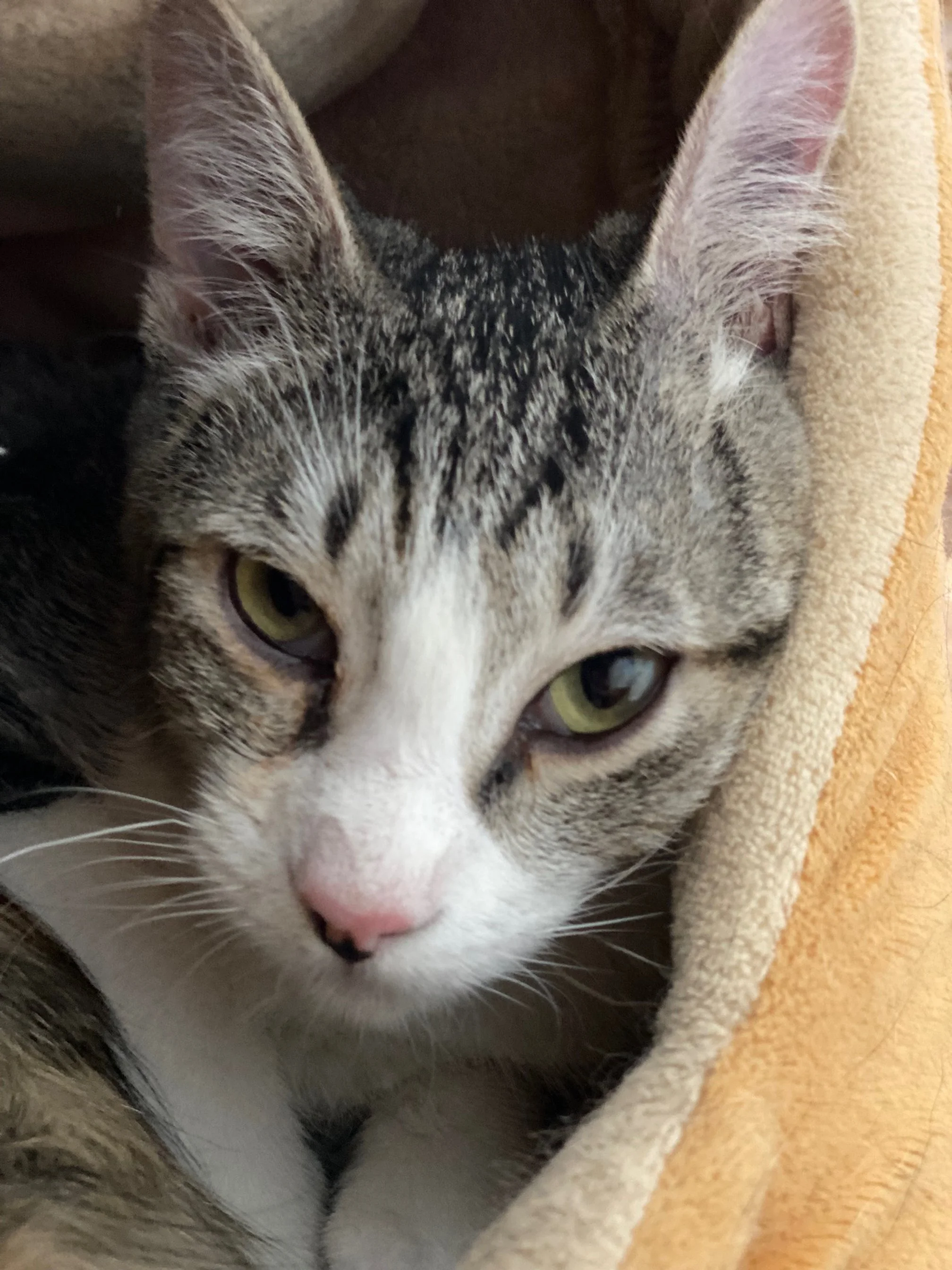 Our Kitties — El Jefe Cat Café