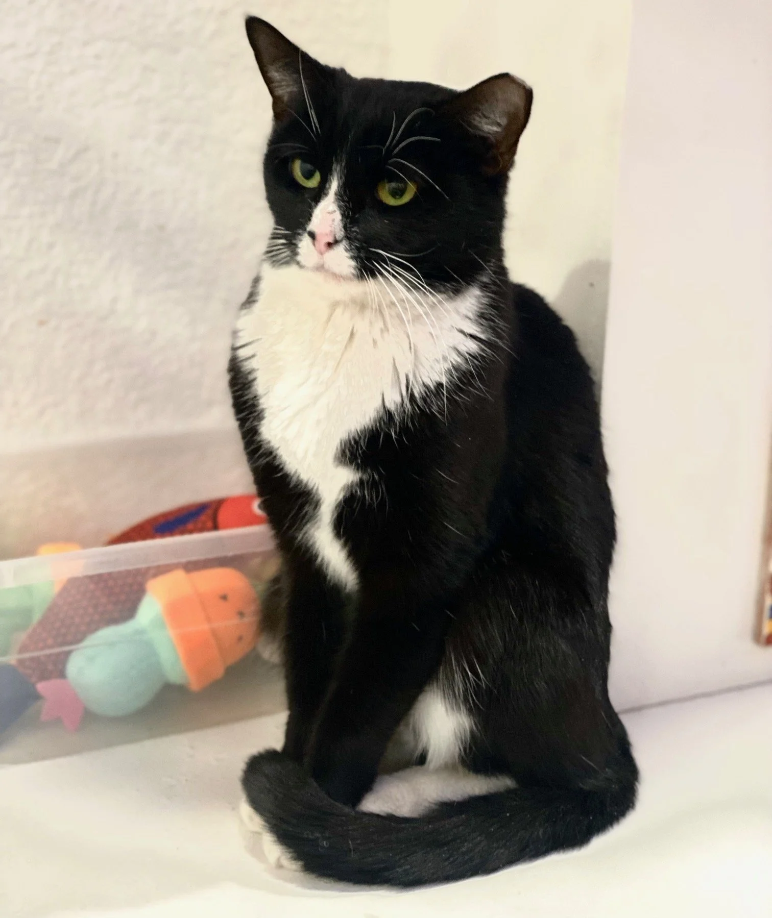 Our Kitties — El Jefe Cat Café
