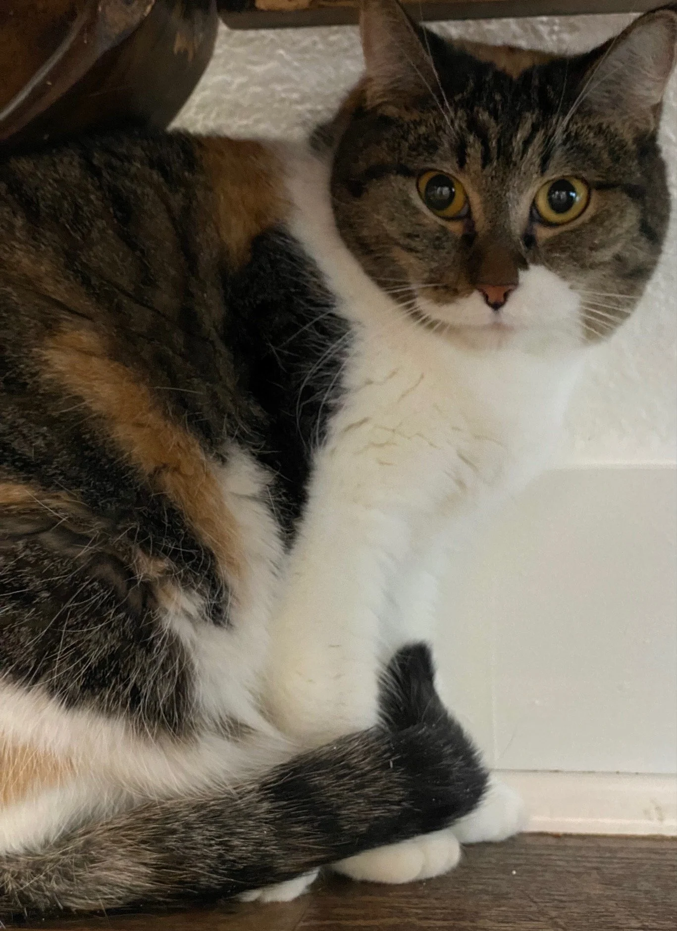 Our Kitties — El Jefe Cat Café