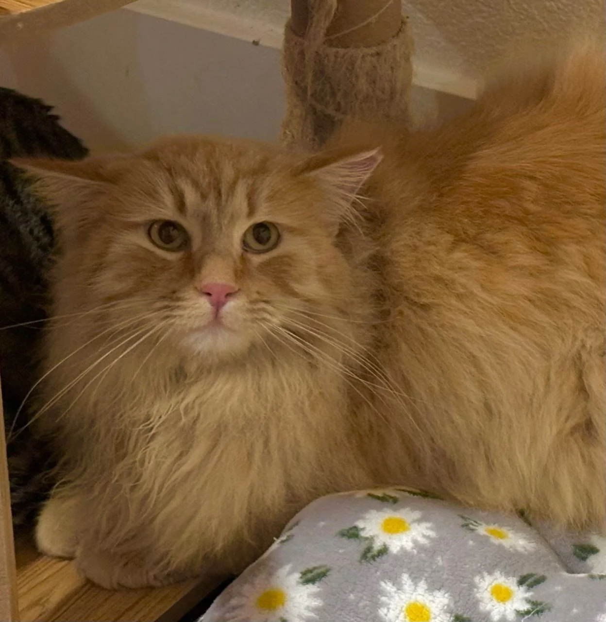 Our Kitties — El Jefe Cat Café