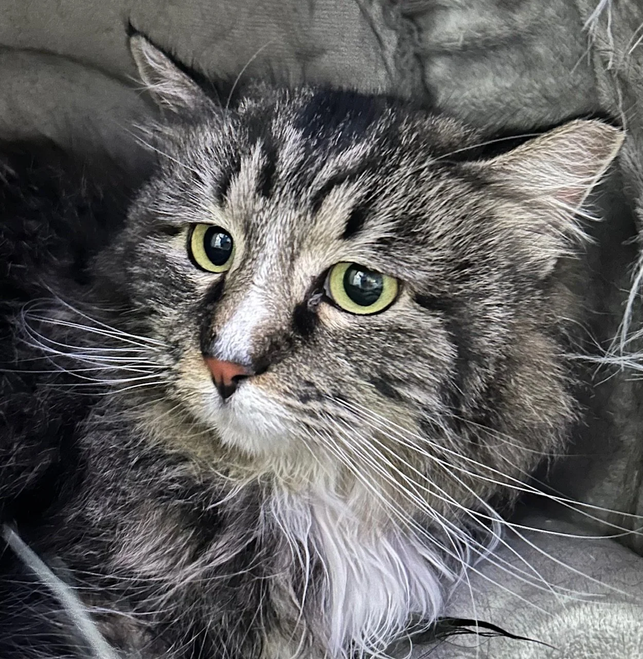 Our Kitties — El Jefe Cat Café