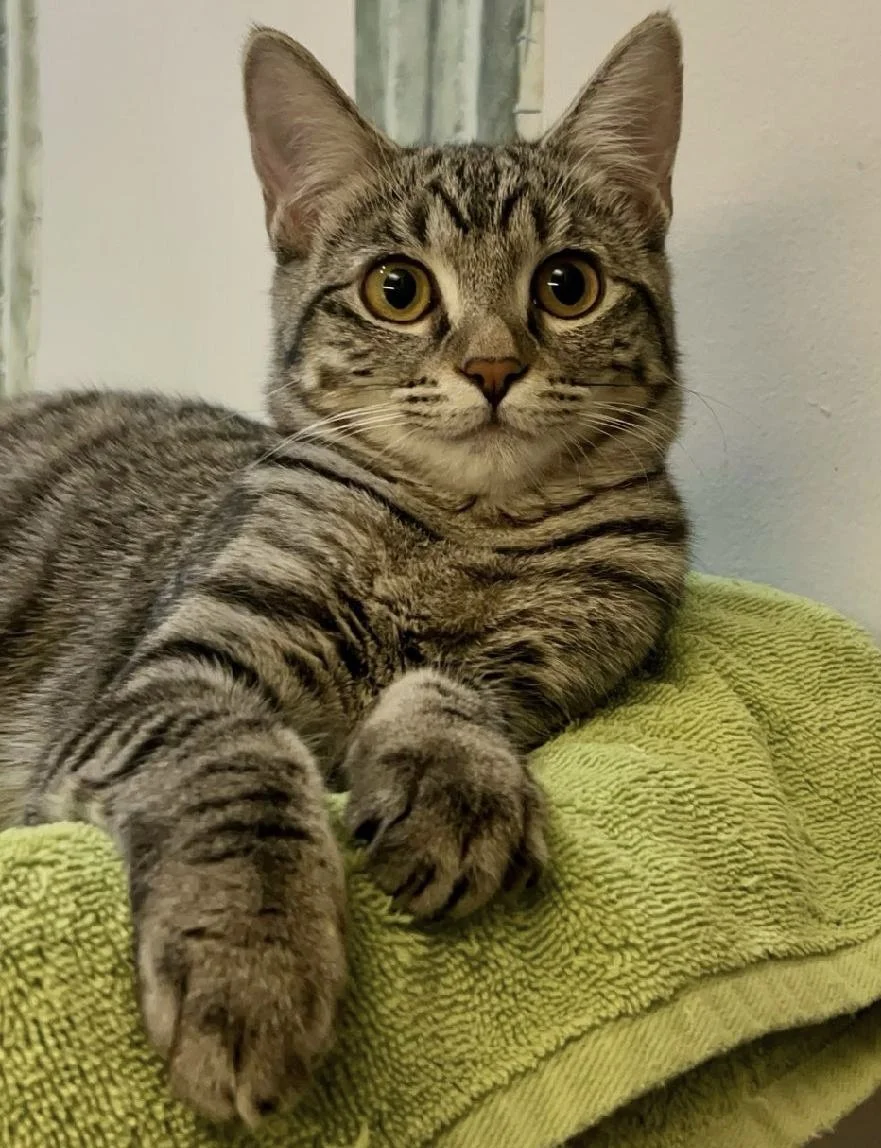 Our Kitties — El Jefe Cat Café