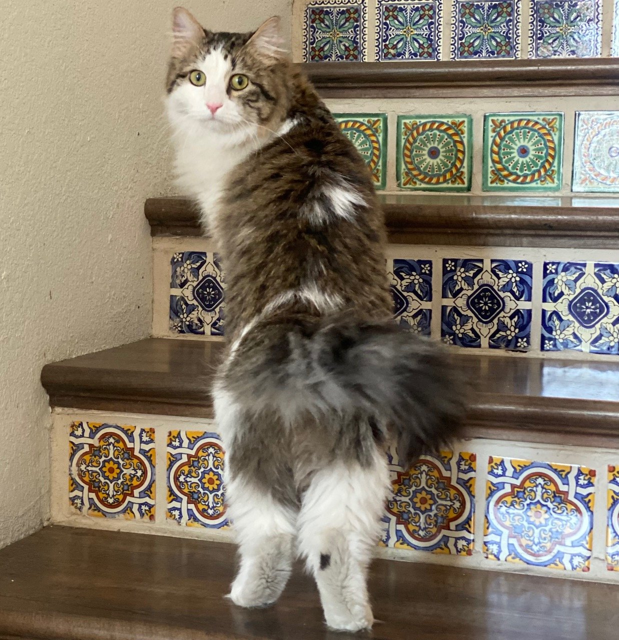 Our Kitties — El Jefe Cat Café