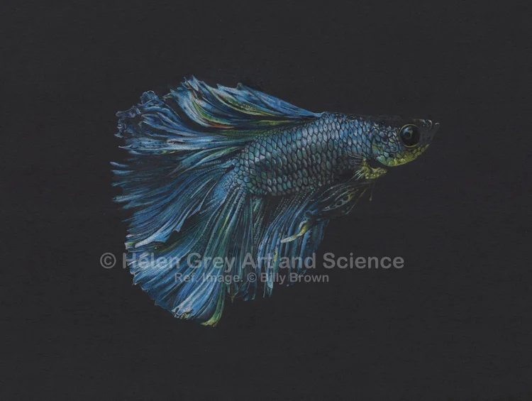 Special Mentions - Photographers and collaborators — Helen Grey Art and ...