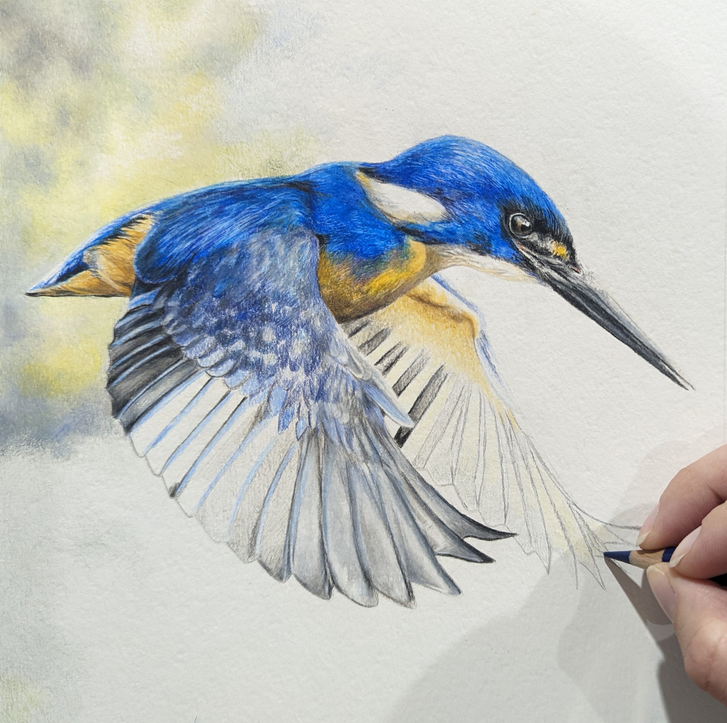 Birds — Helen Grey Art and Science