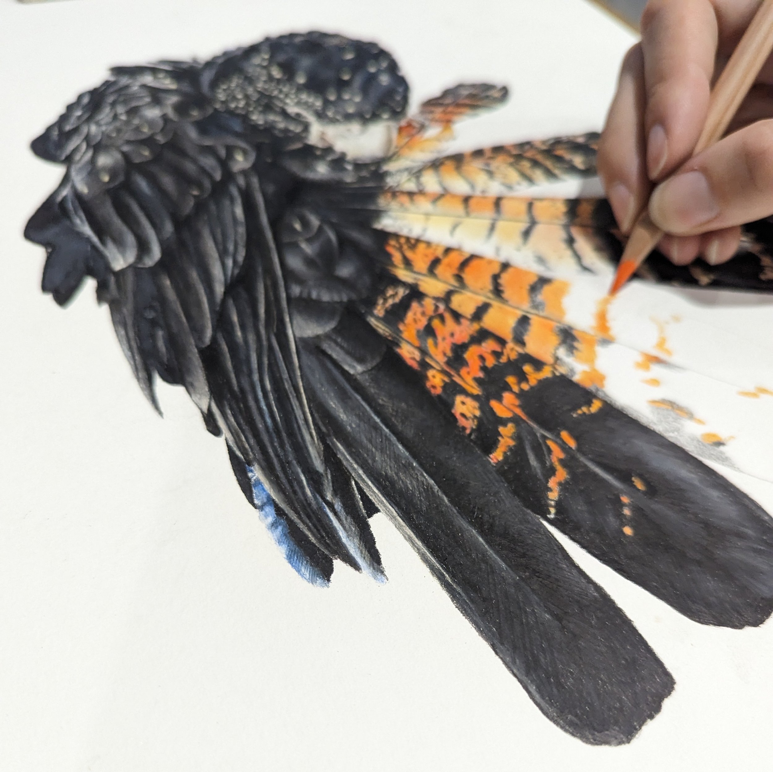 Bunji's Morning Routine Limited Edition Prints — Helen Grey Art and Science