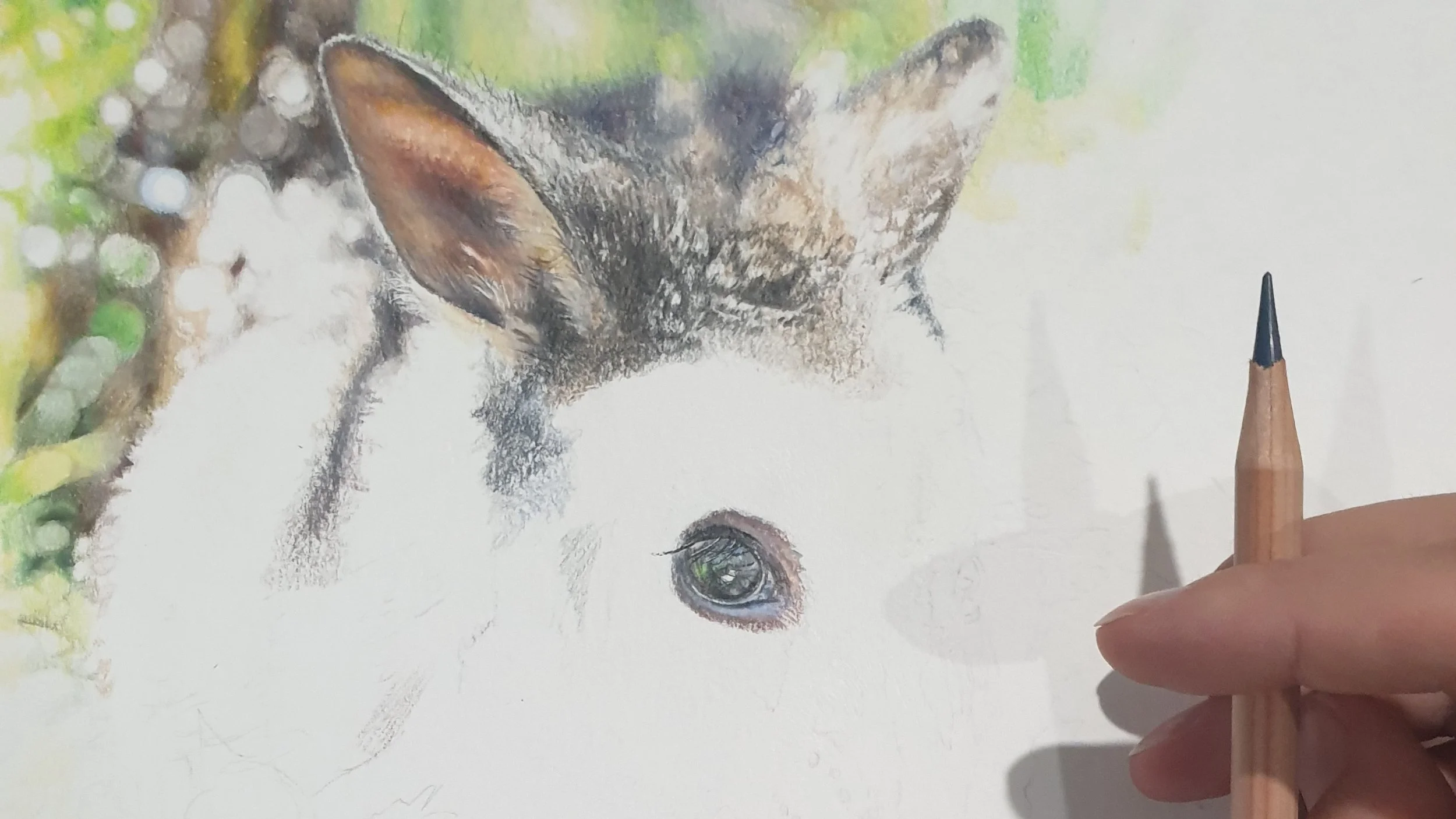 Australian Mammals — Helen Grey Art and Science