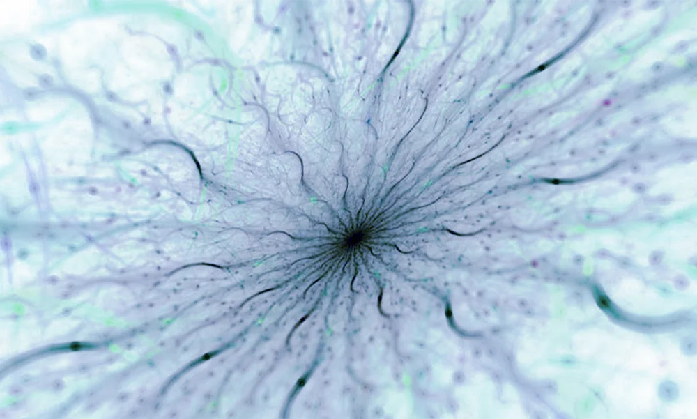 Therapy Principles — NUGA BEST UK & IRELAND