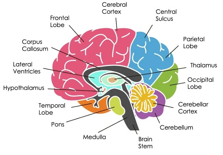 The Neuroscience of Singing: What Happens to Your Brain When You Sing ...