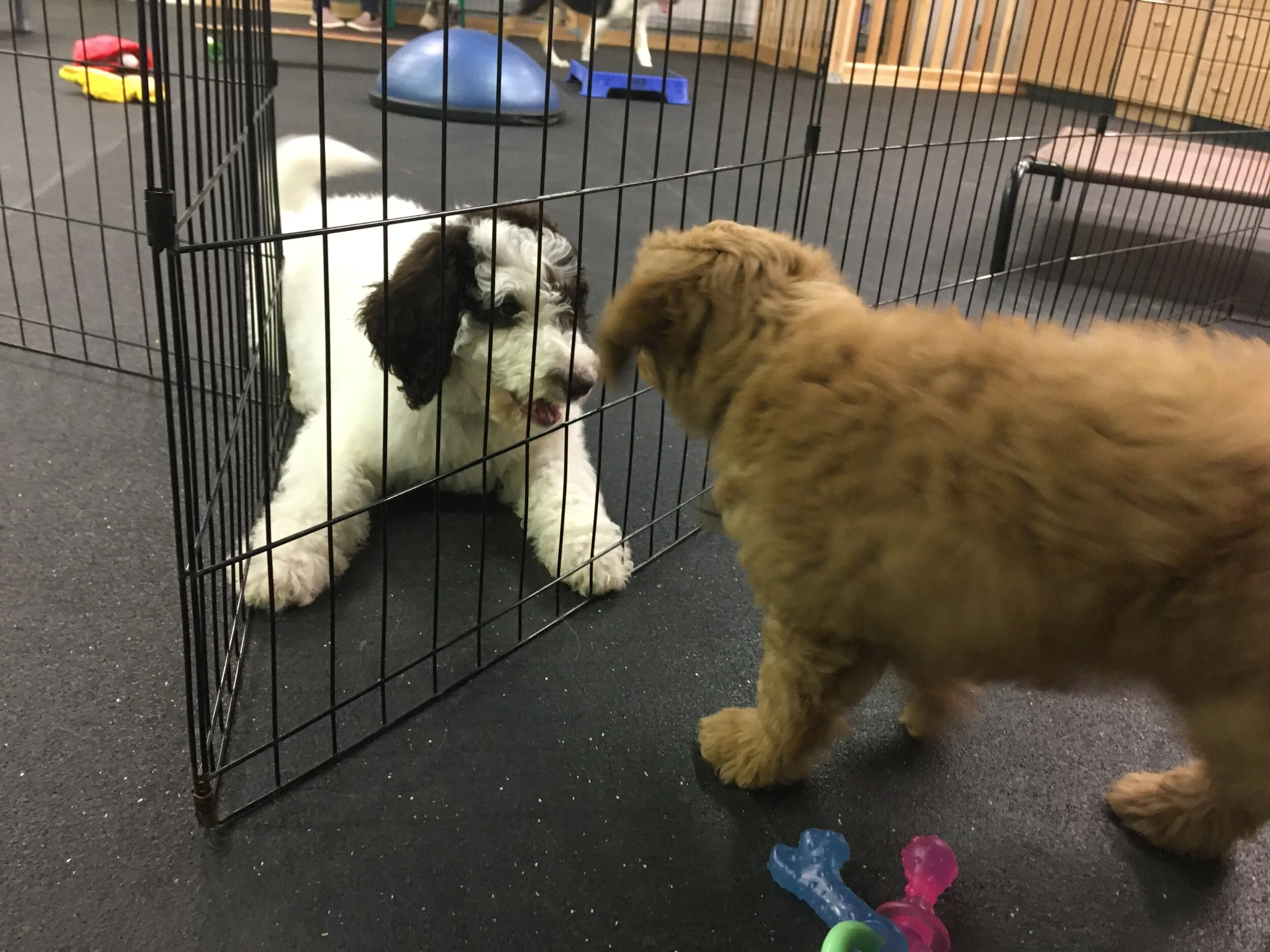 Puppy Play and Train — Kokoro Dog Training