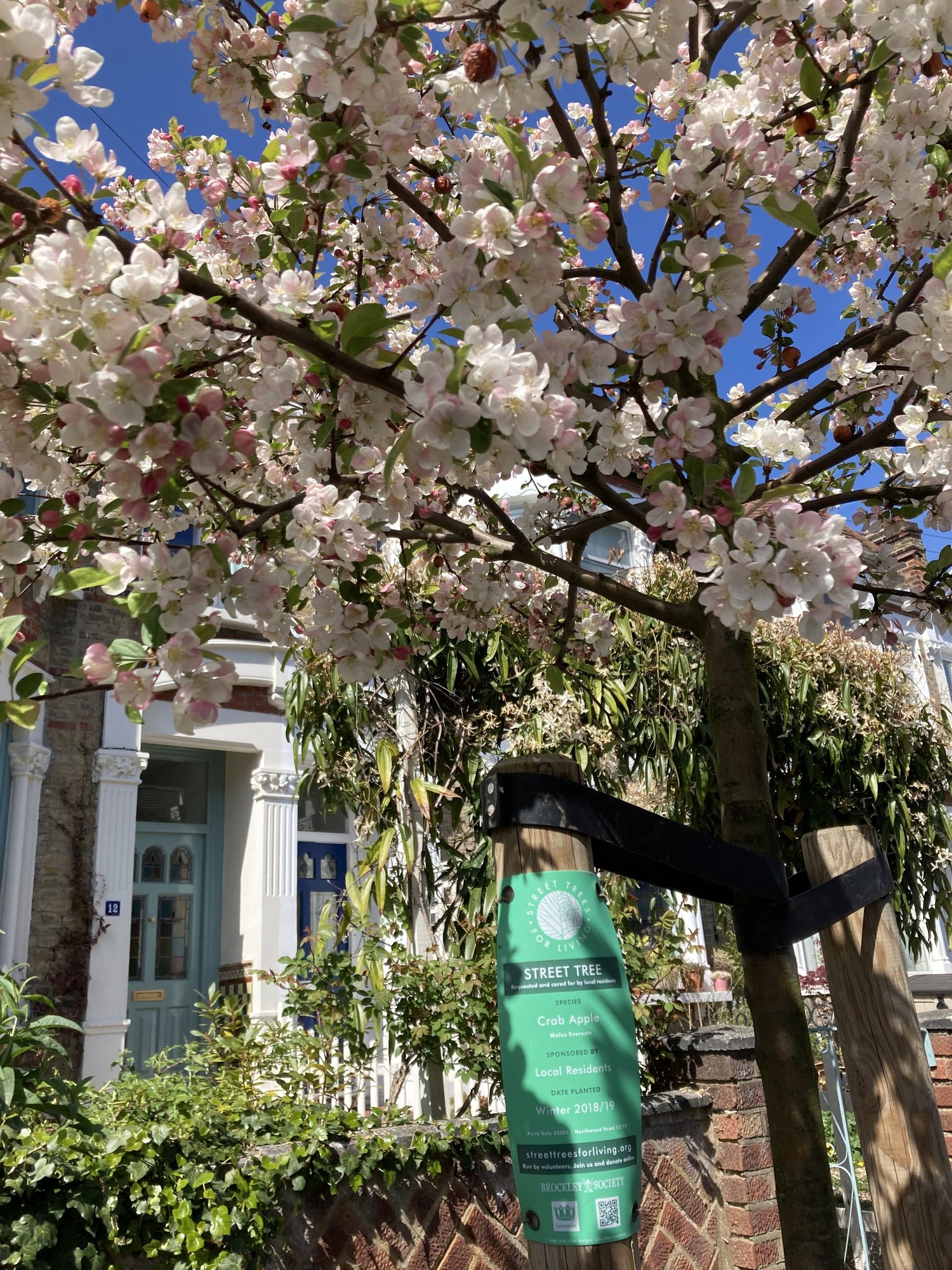 Street Trees for Living
