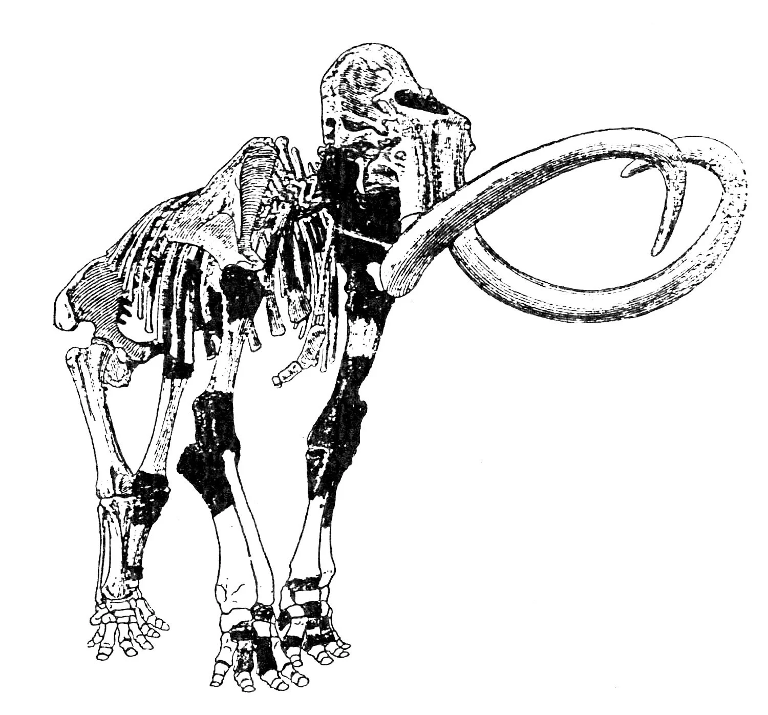 Mammoth Skeleton Drawing