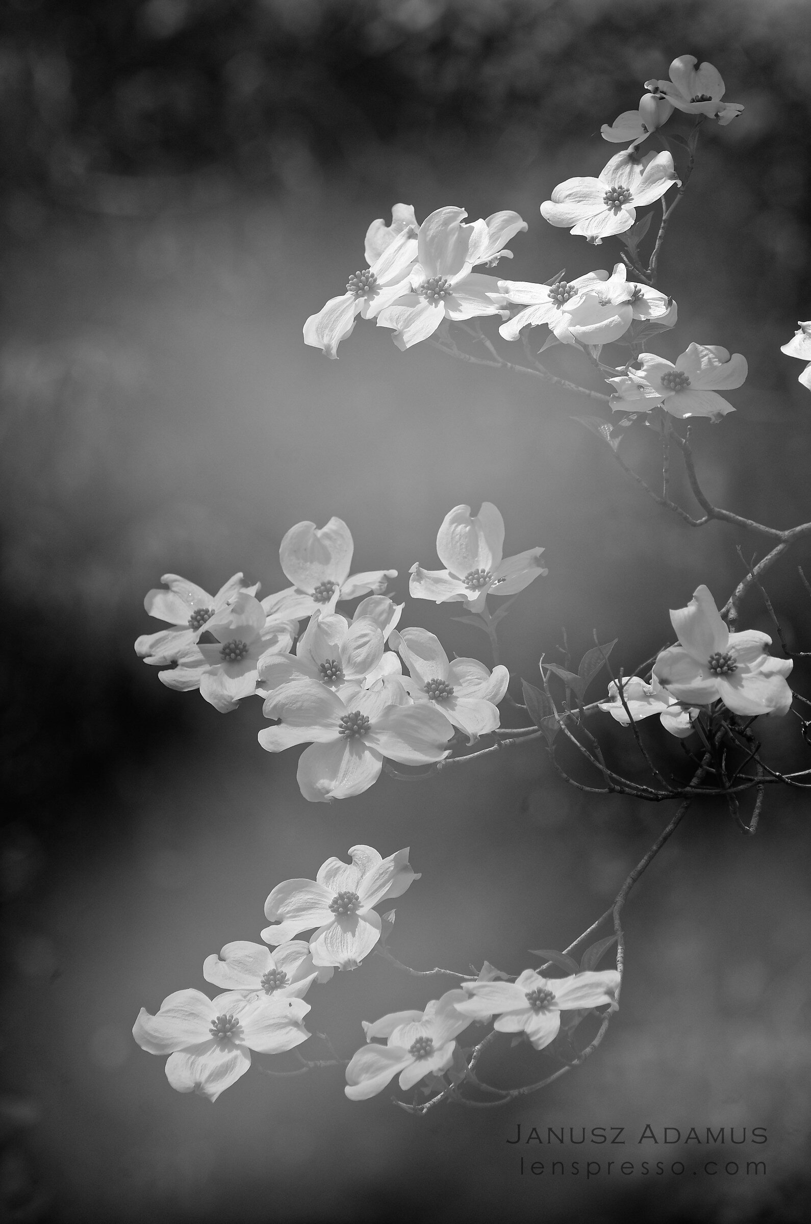 Black & White — Janusz Adamus photography