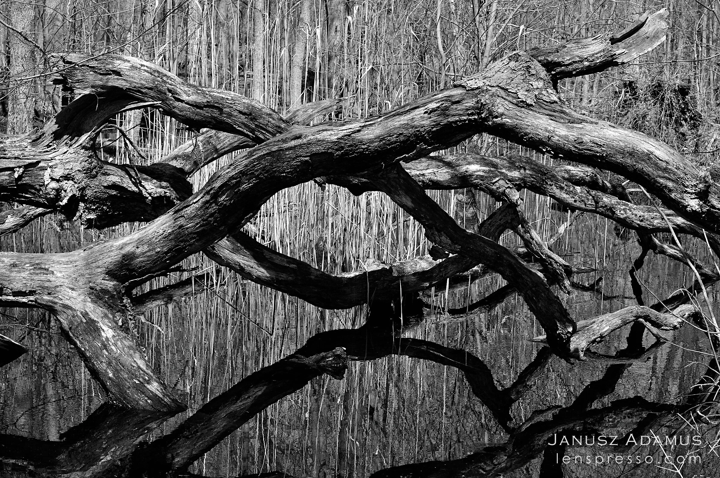 Black & White — Janusz Adamus photography