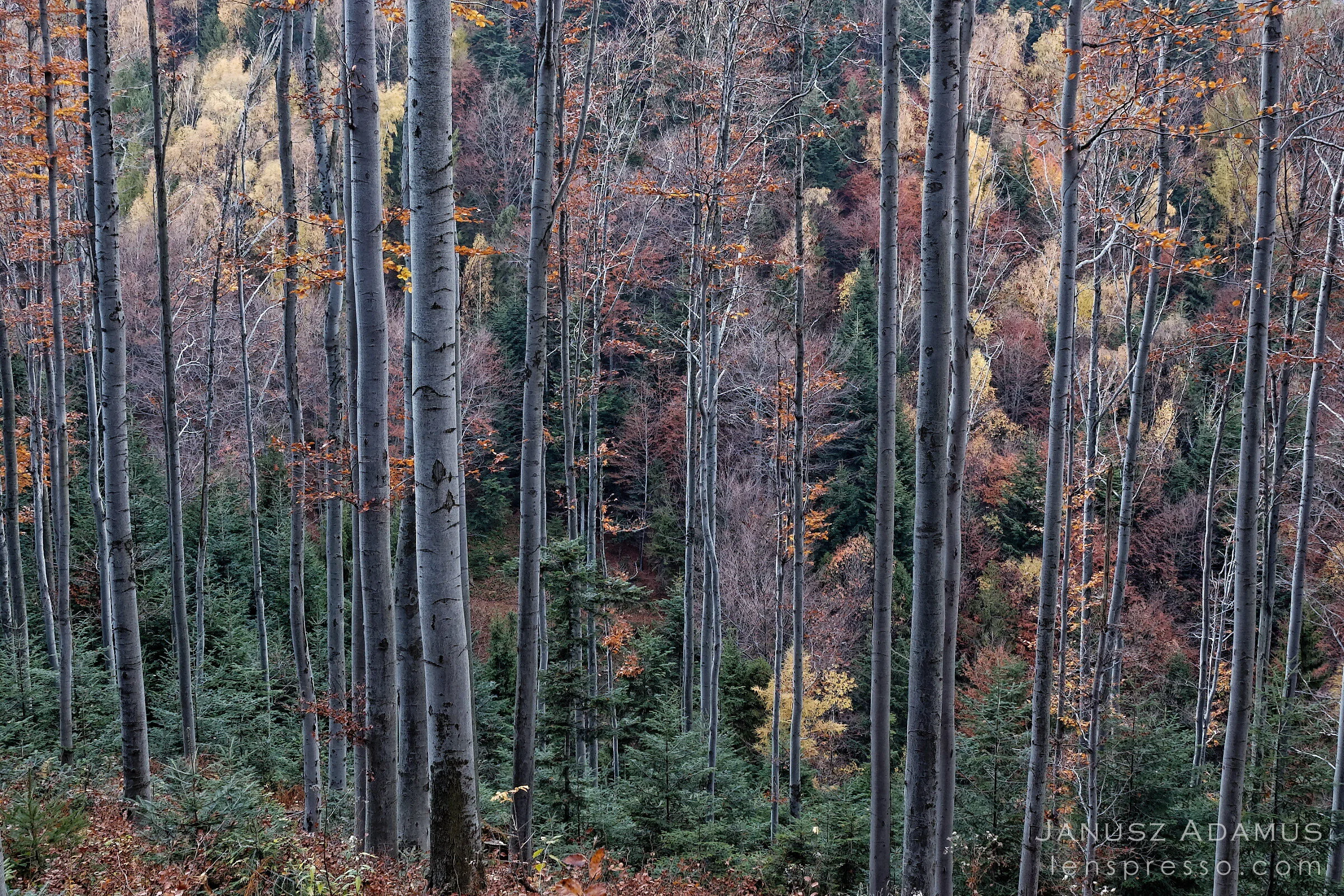 Woodland — Janusz Adamus photography