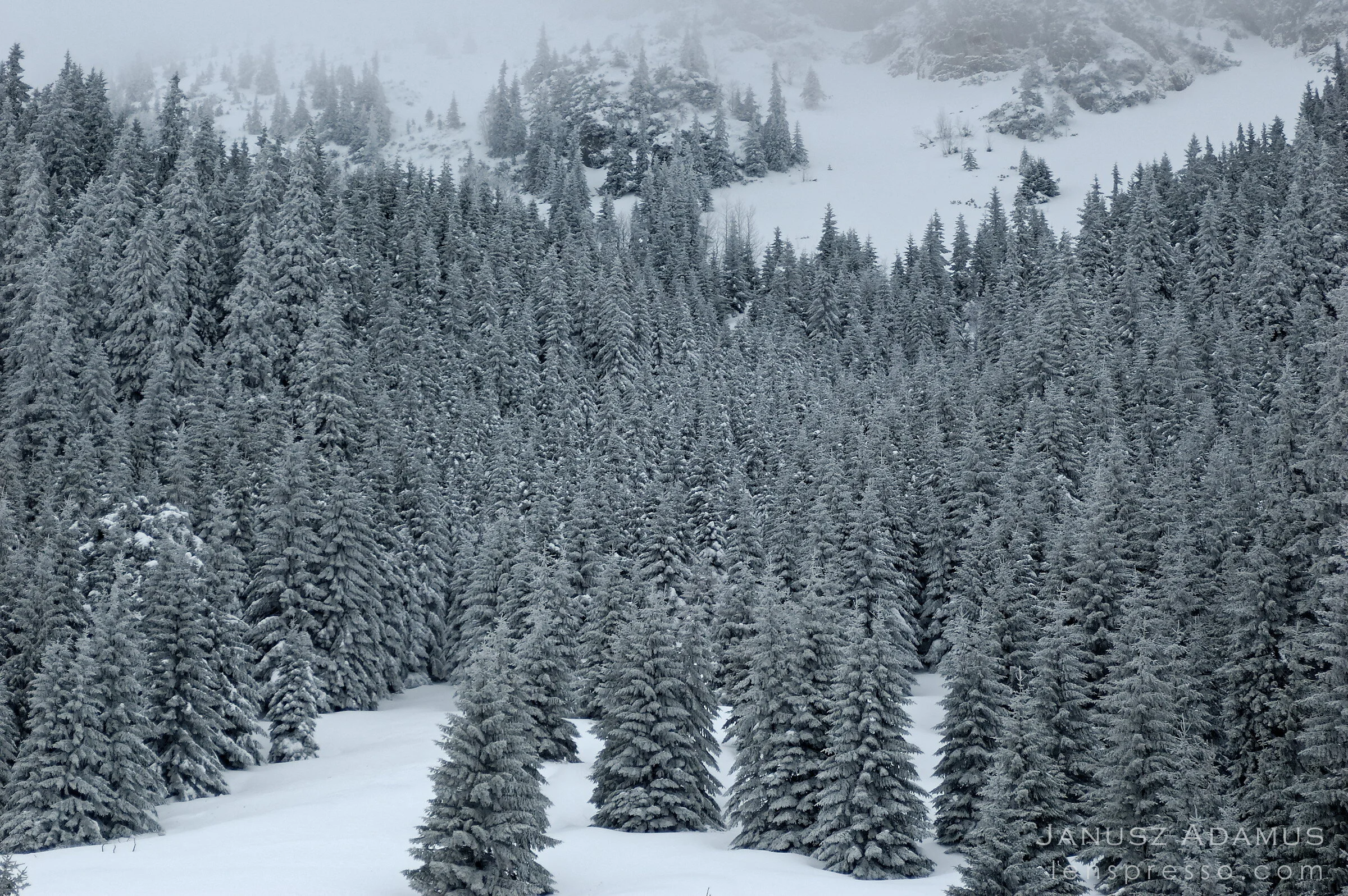 Woodland — Janusz Adamus photography