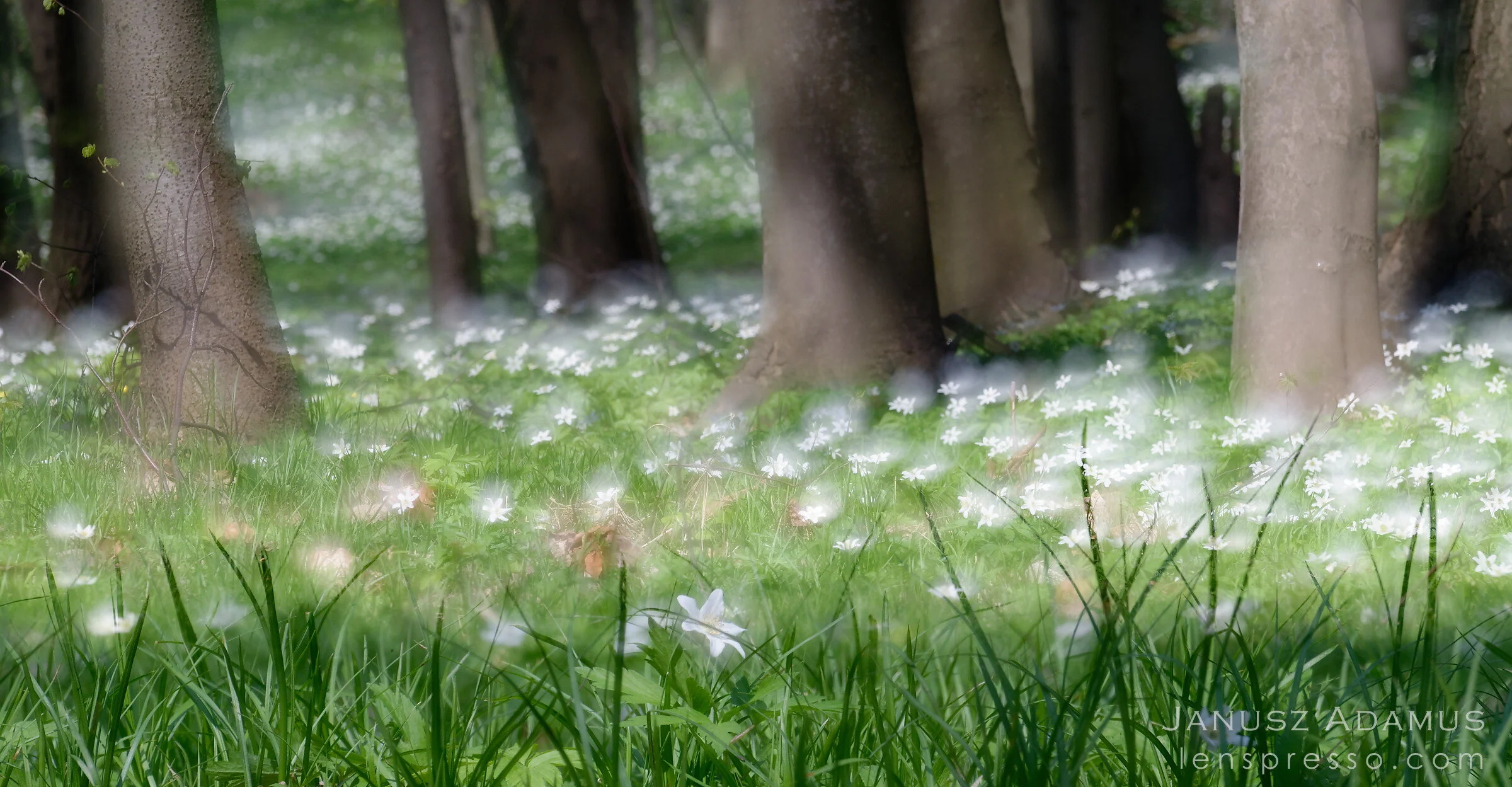 Woodland — Janusz Adamus photography