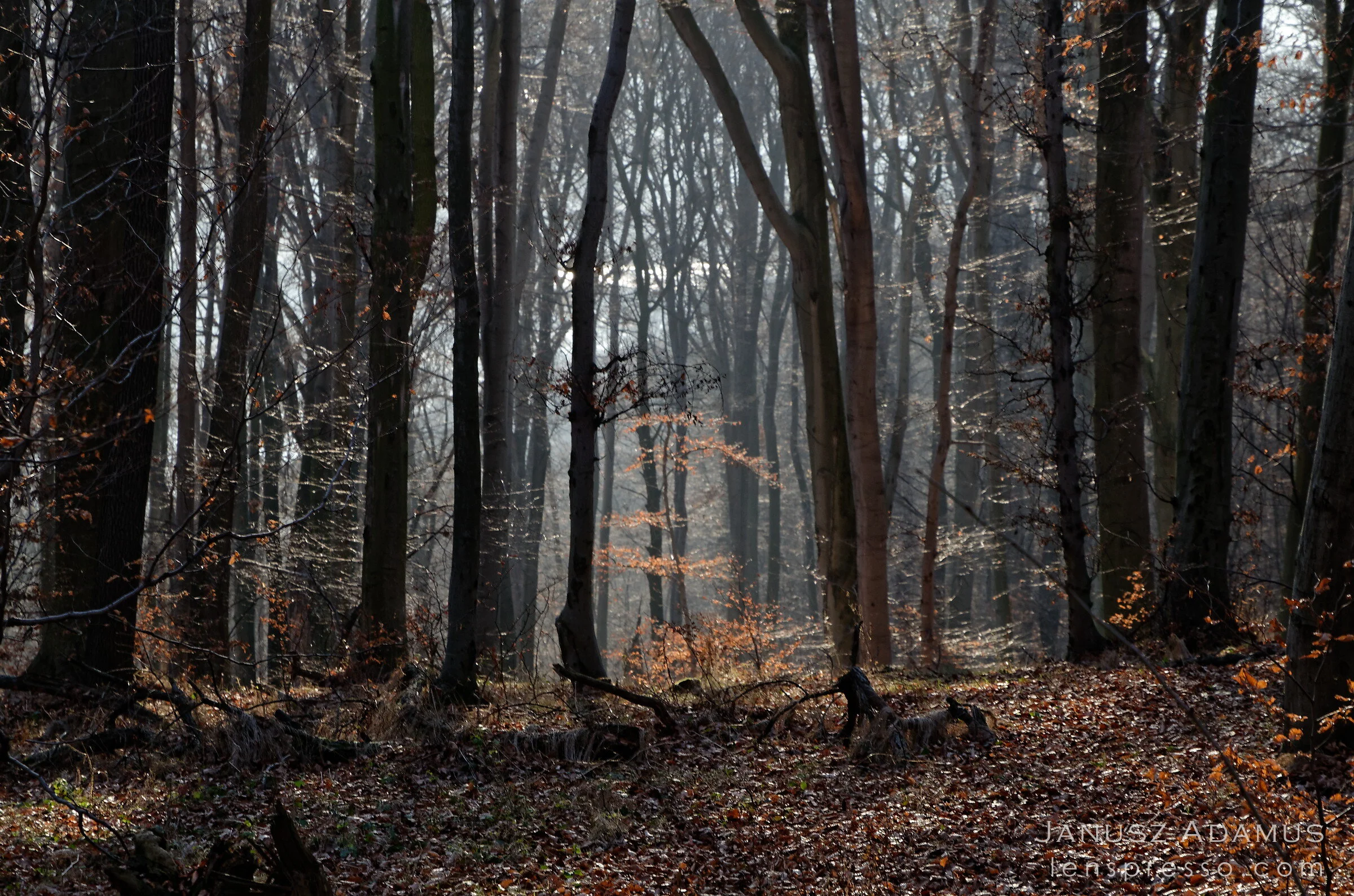 Woodland — Janusz Adamus photography