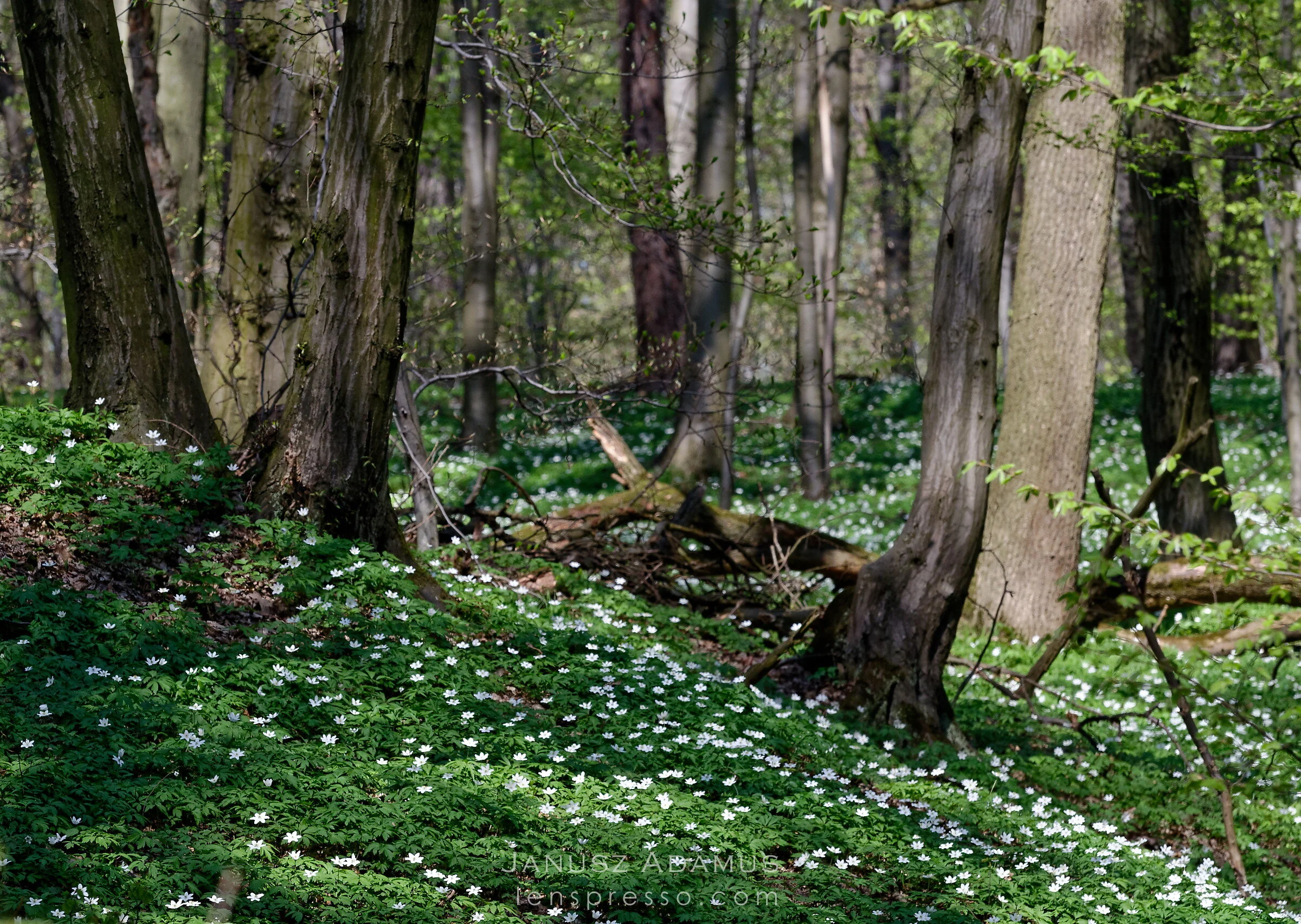 Woodland — Janusz Adamus photography