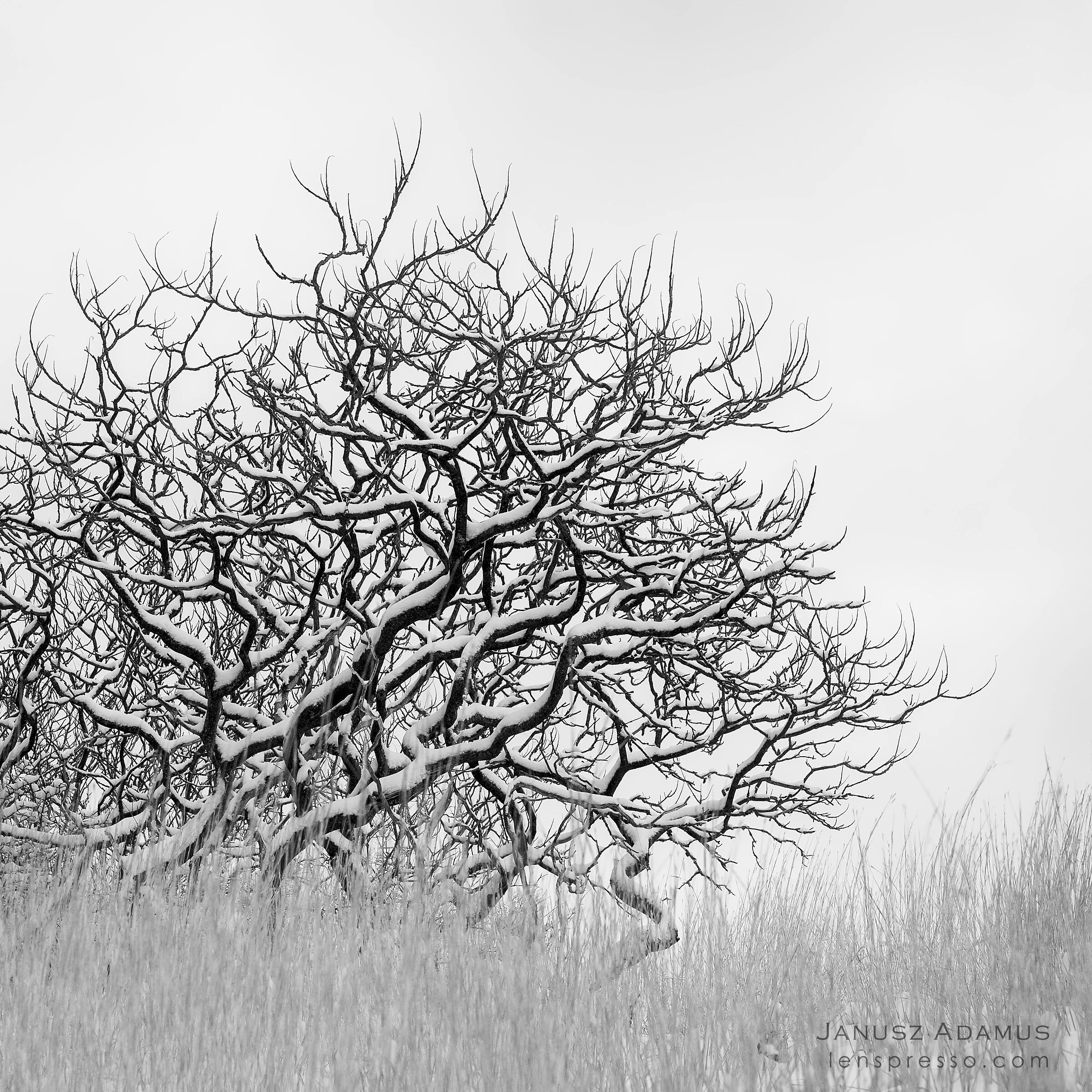 Black & White — Janusz Adamus photography