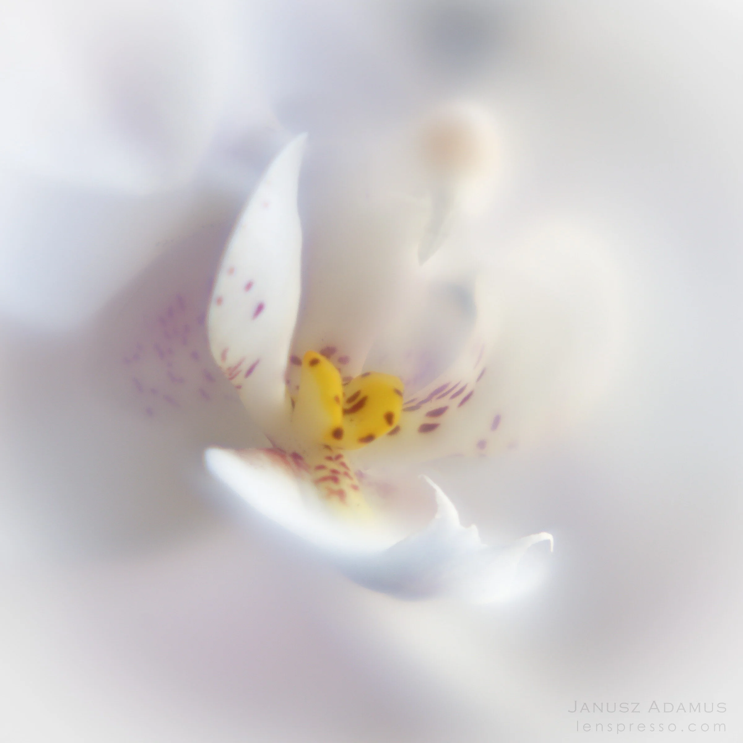 Small scenes — Janusz Adamus photography