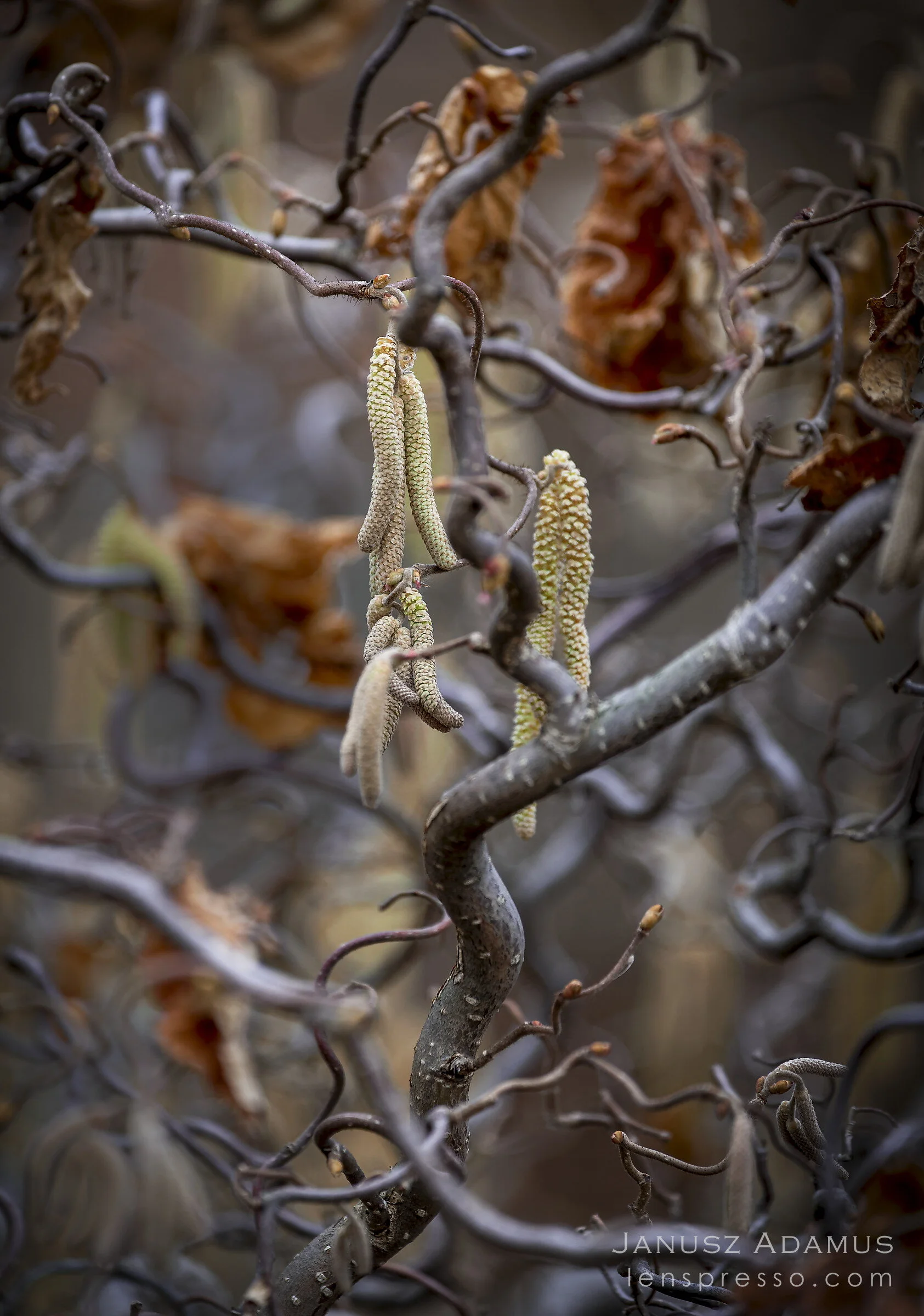 Small scenes — Janusz Adamus photography