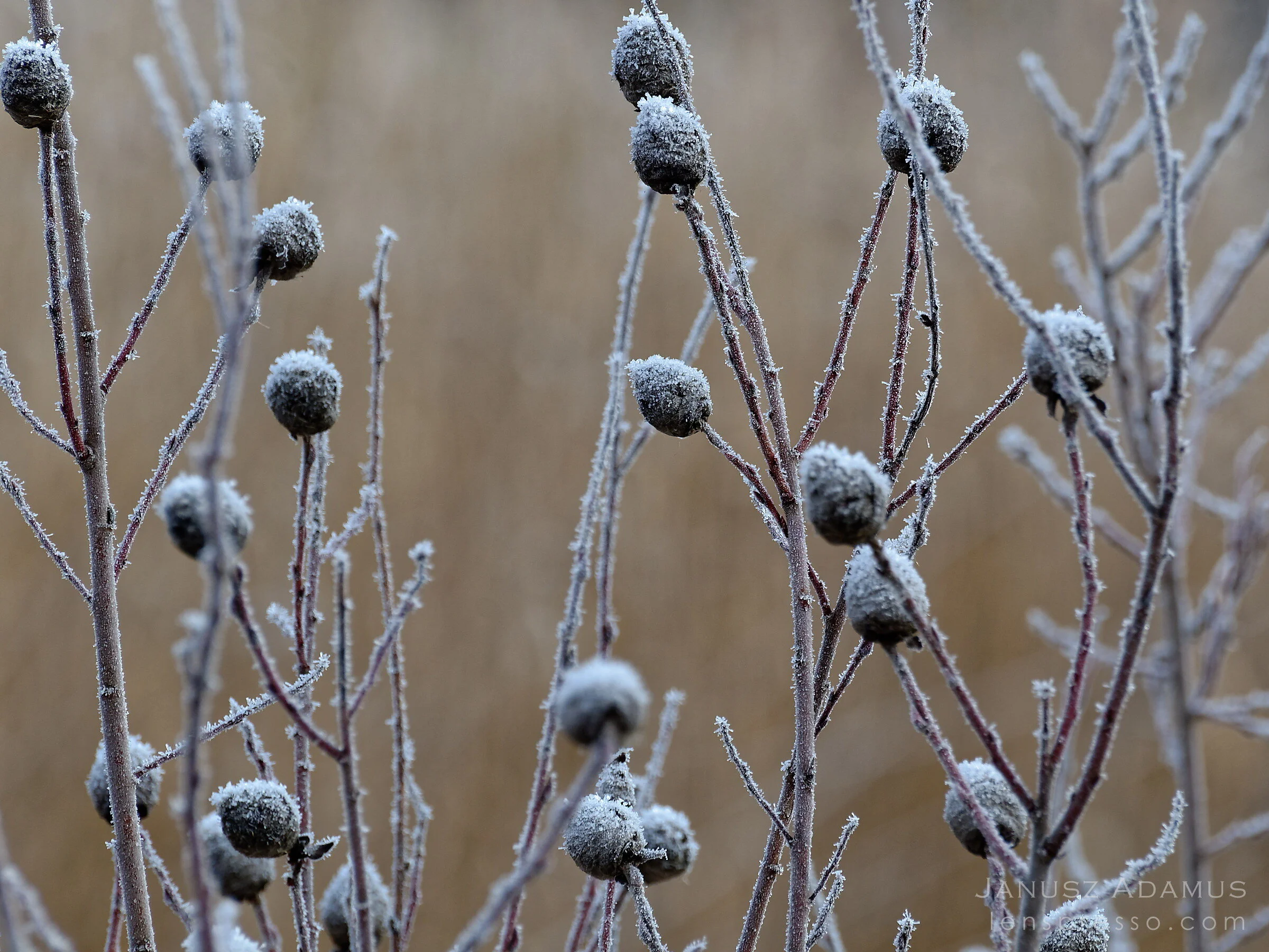 Abstracts — Janusz Adamus photography