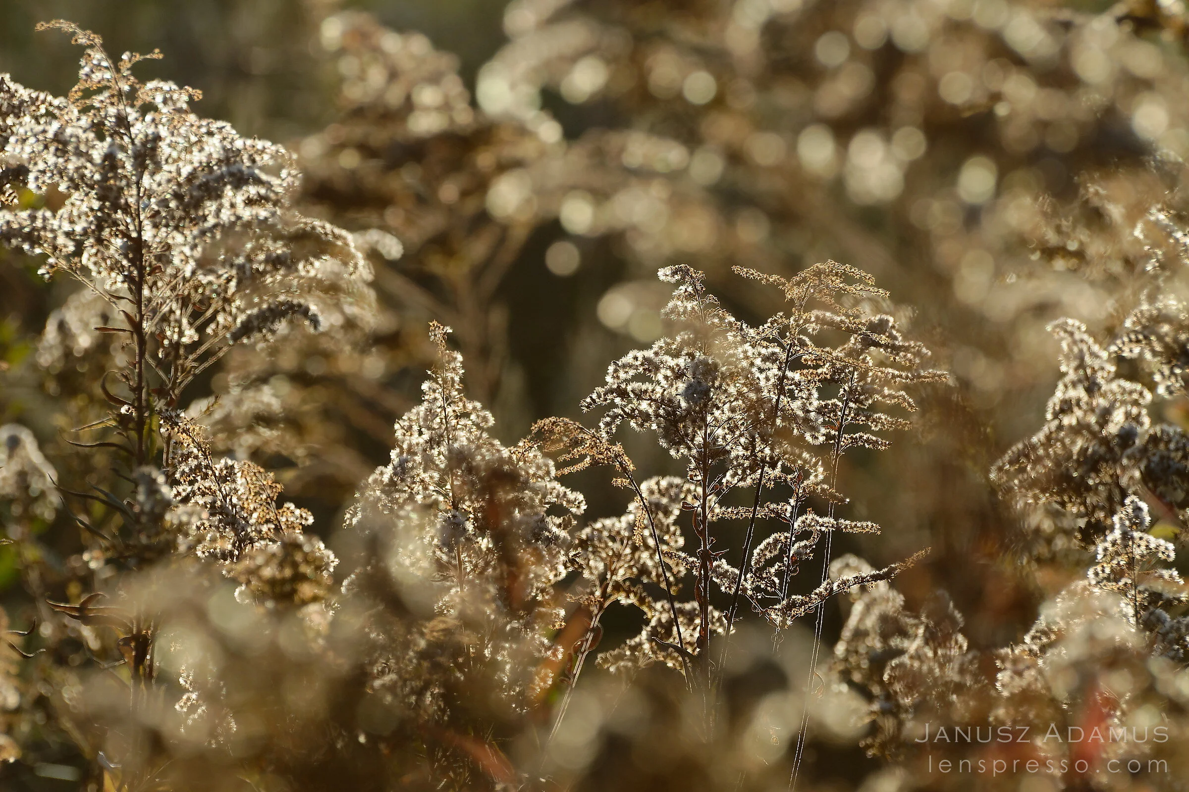 Abstracts — Janusz Adamus photography