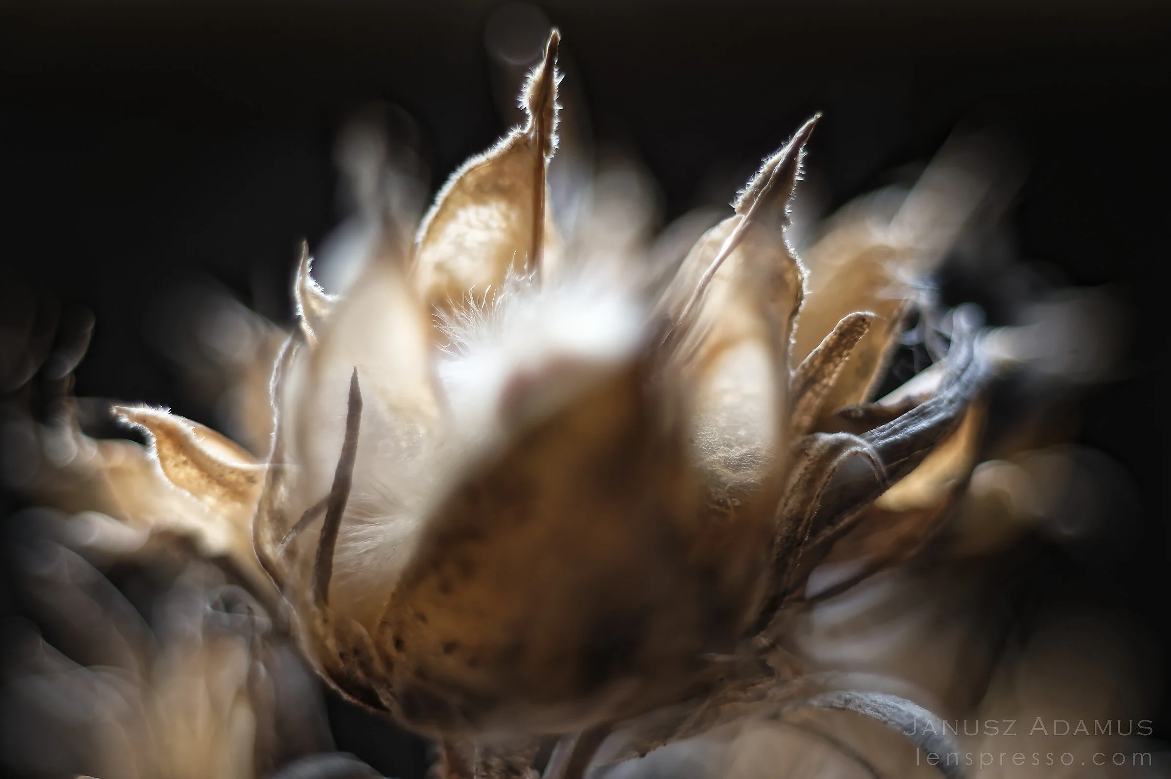 Small scenes — Janusz Adamus photography