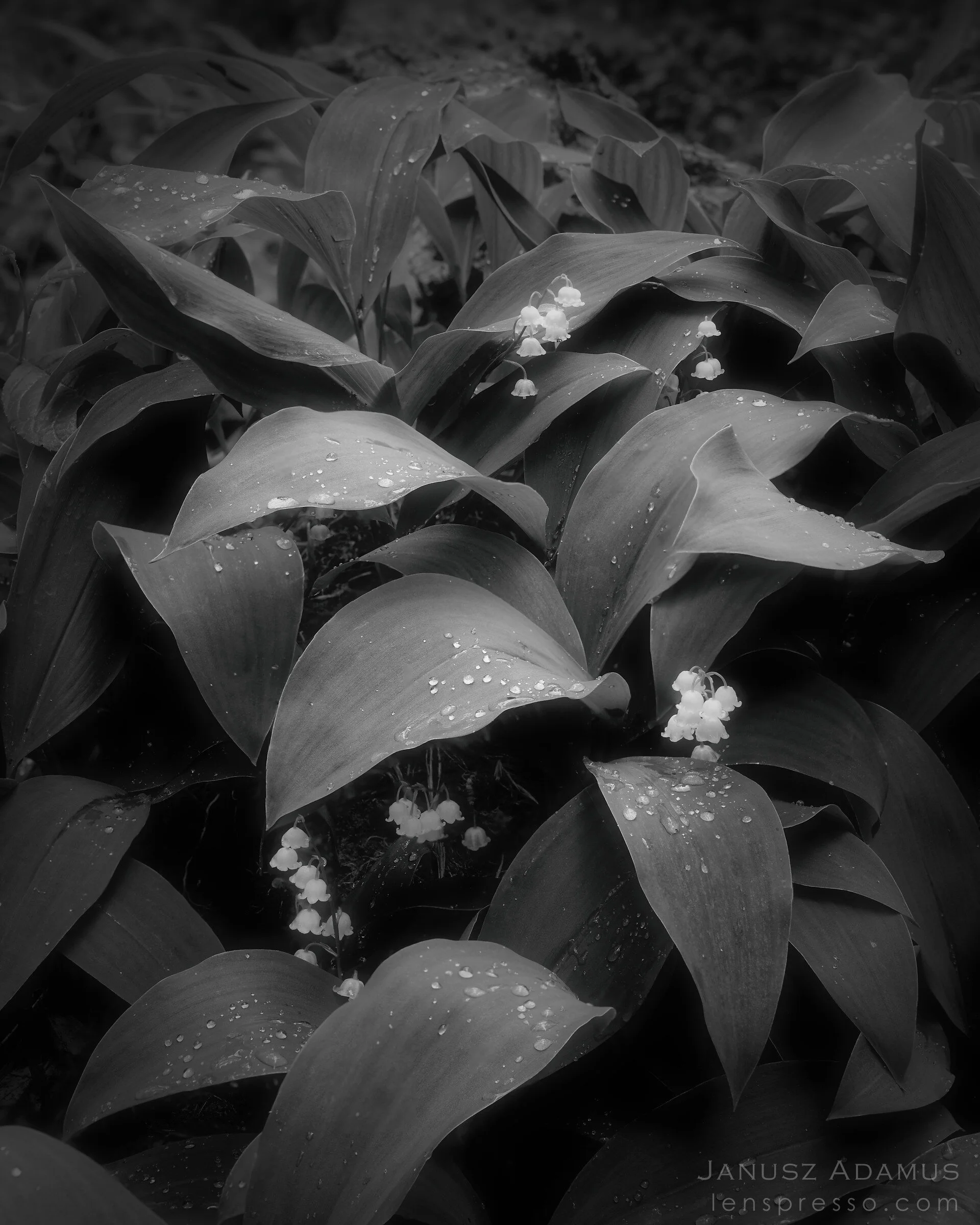 Black & White — Janusz Adamus photography