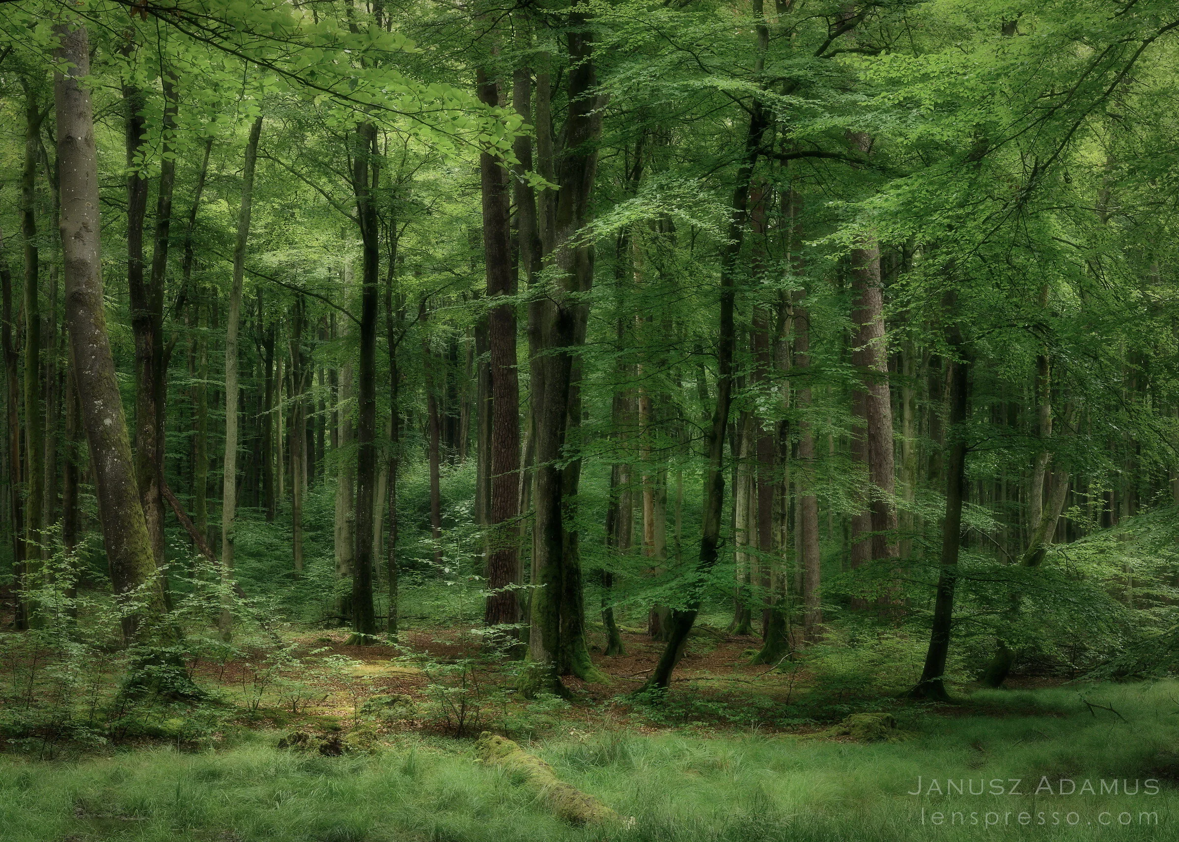 Woodland — Janusz Adamus photography