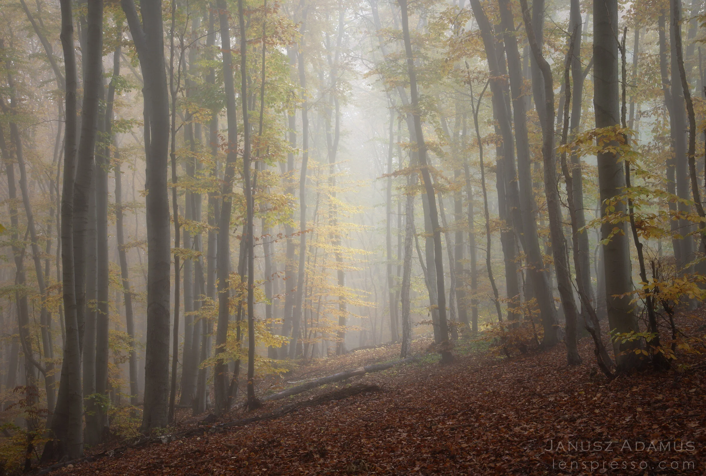 Woodland — Janusz Adamus photography