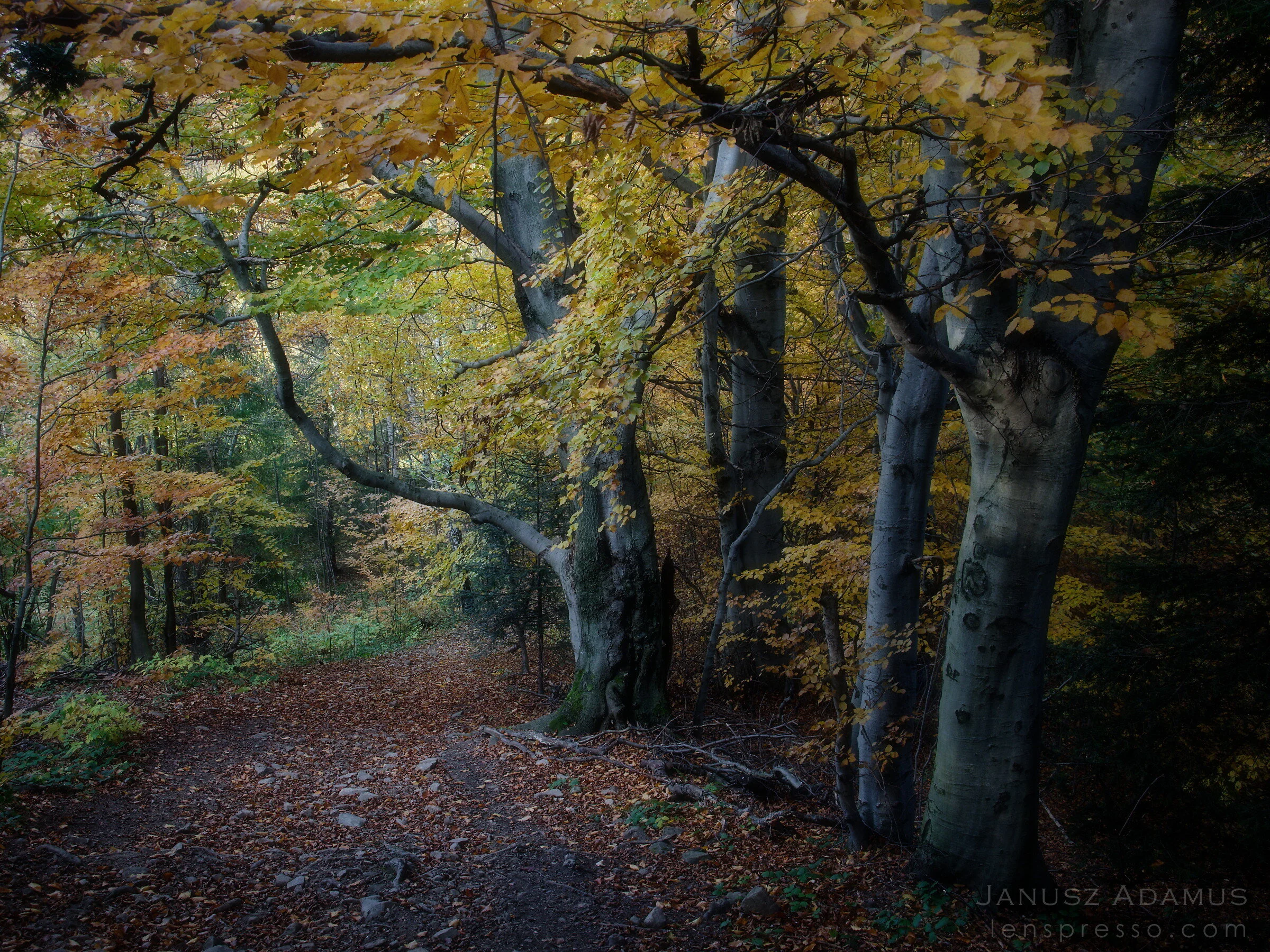 Woodland — Janusz Adamus photography