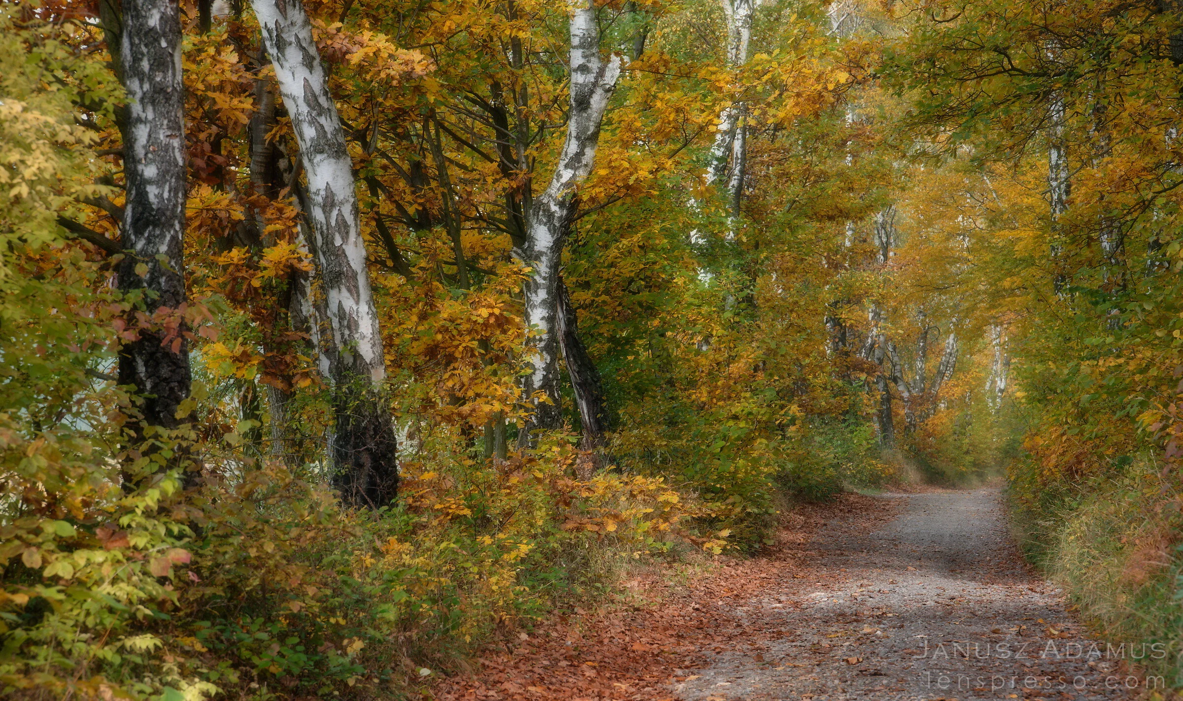 Woodland — Janusz Adamus photography