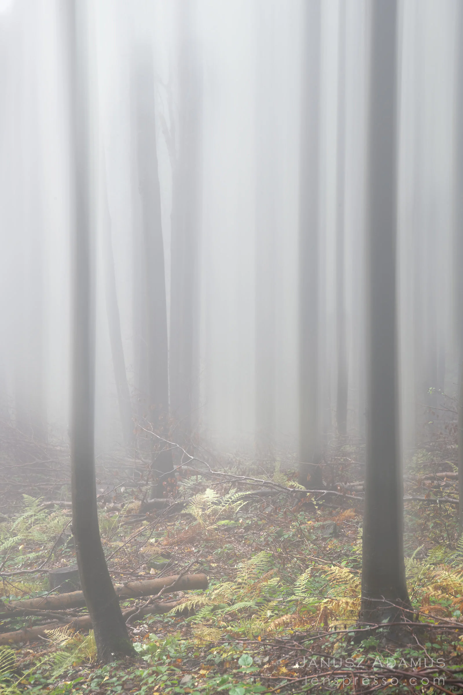 Woodland — Janusz Adamus photography