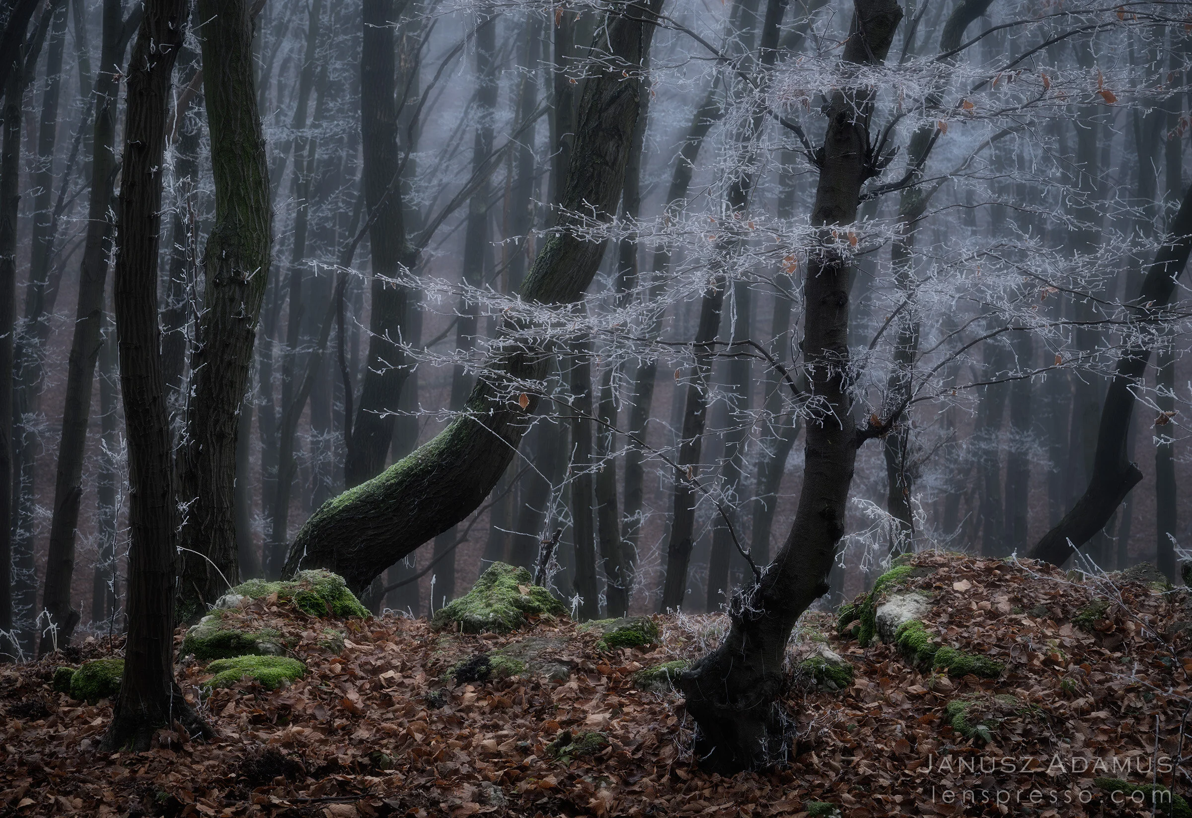 Woodland — Janusz Adamus photography