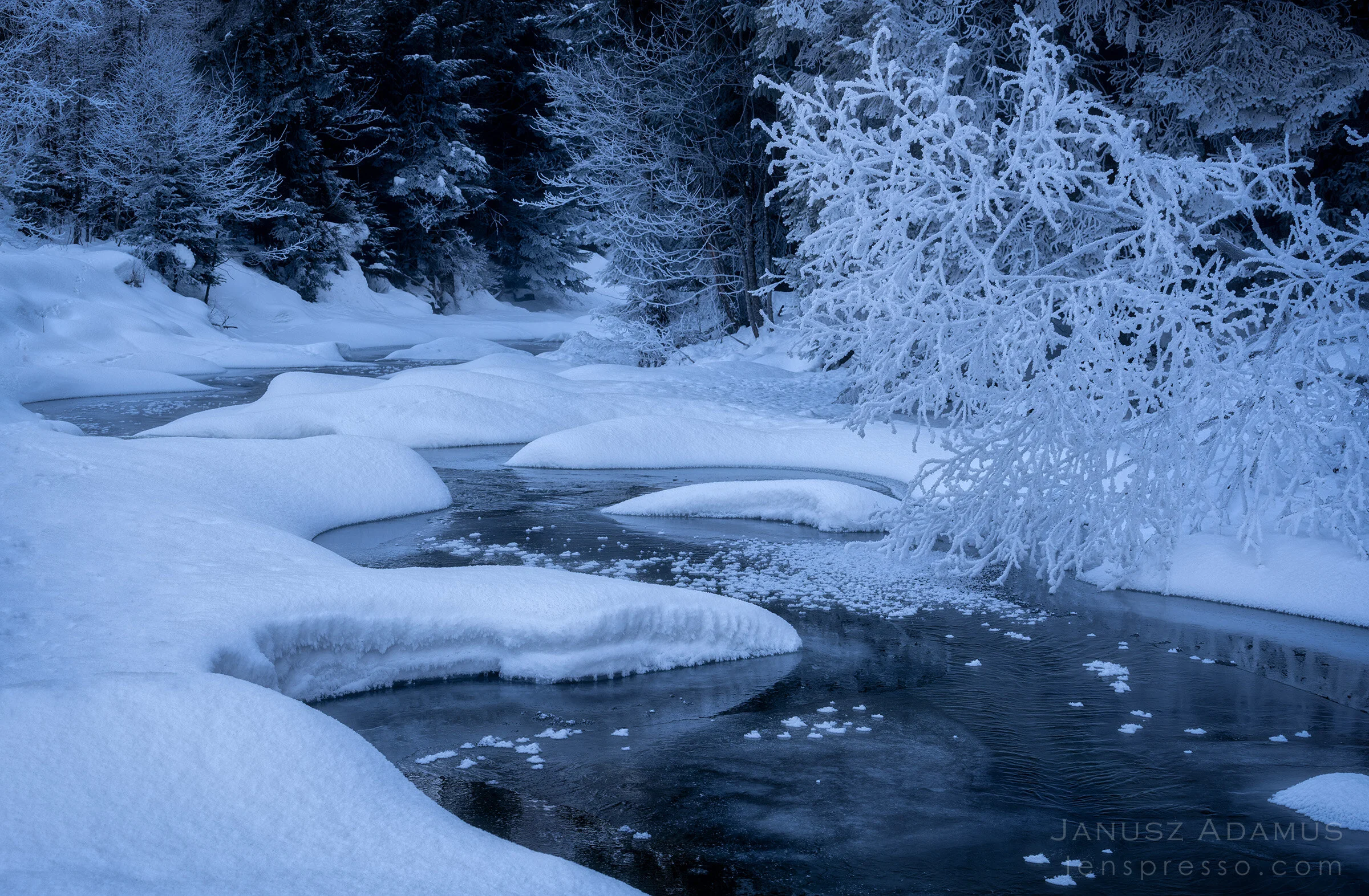 Woodland — Janusz Adamus photography