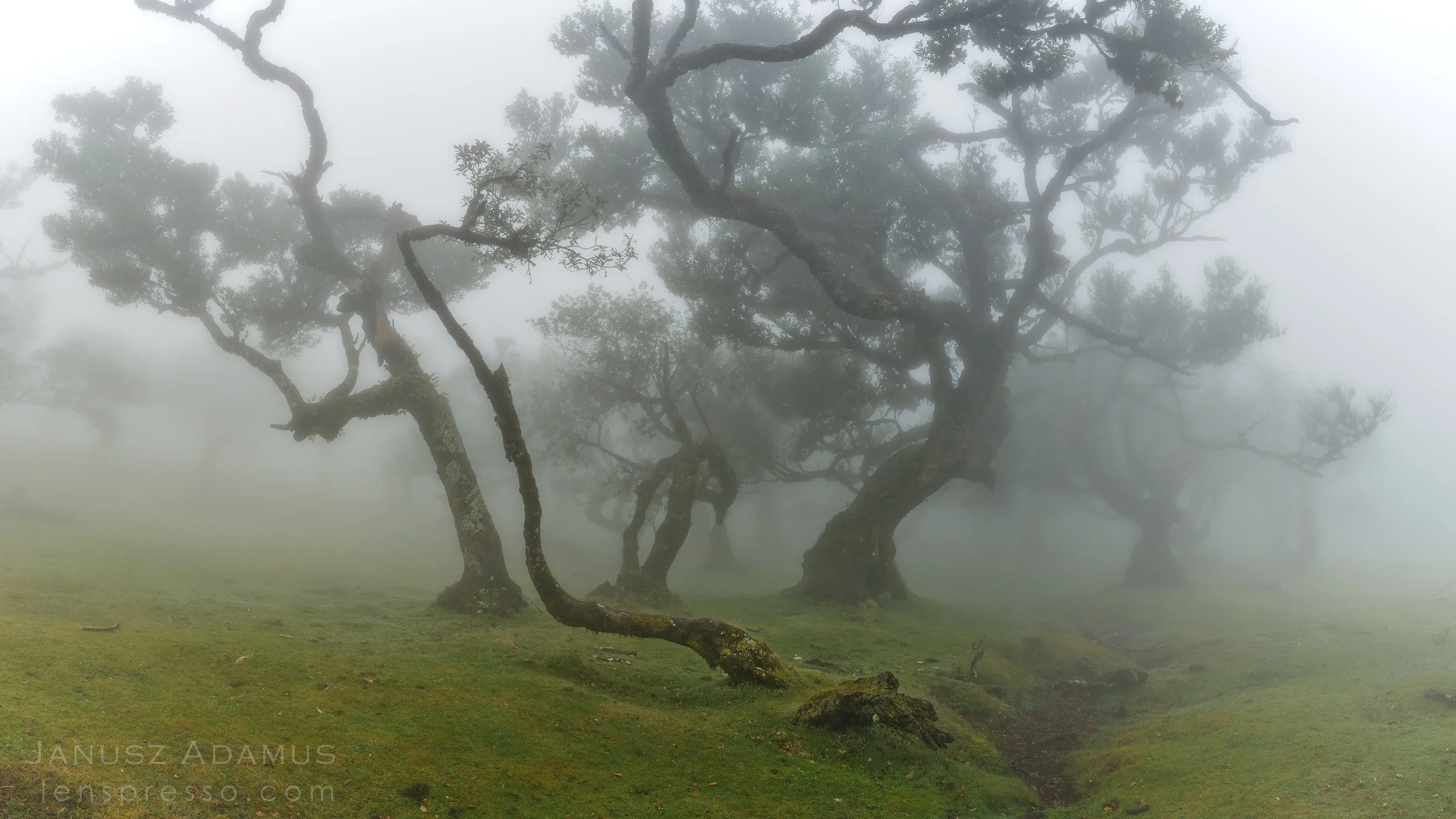 Woodland — Janusz Adamus photography