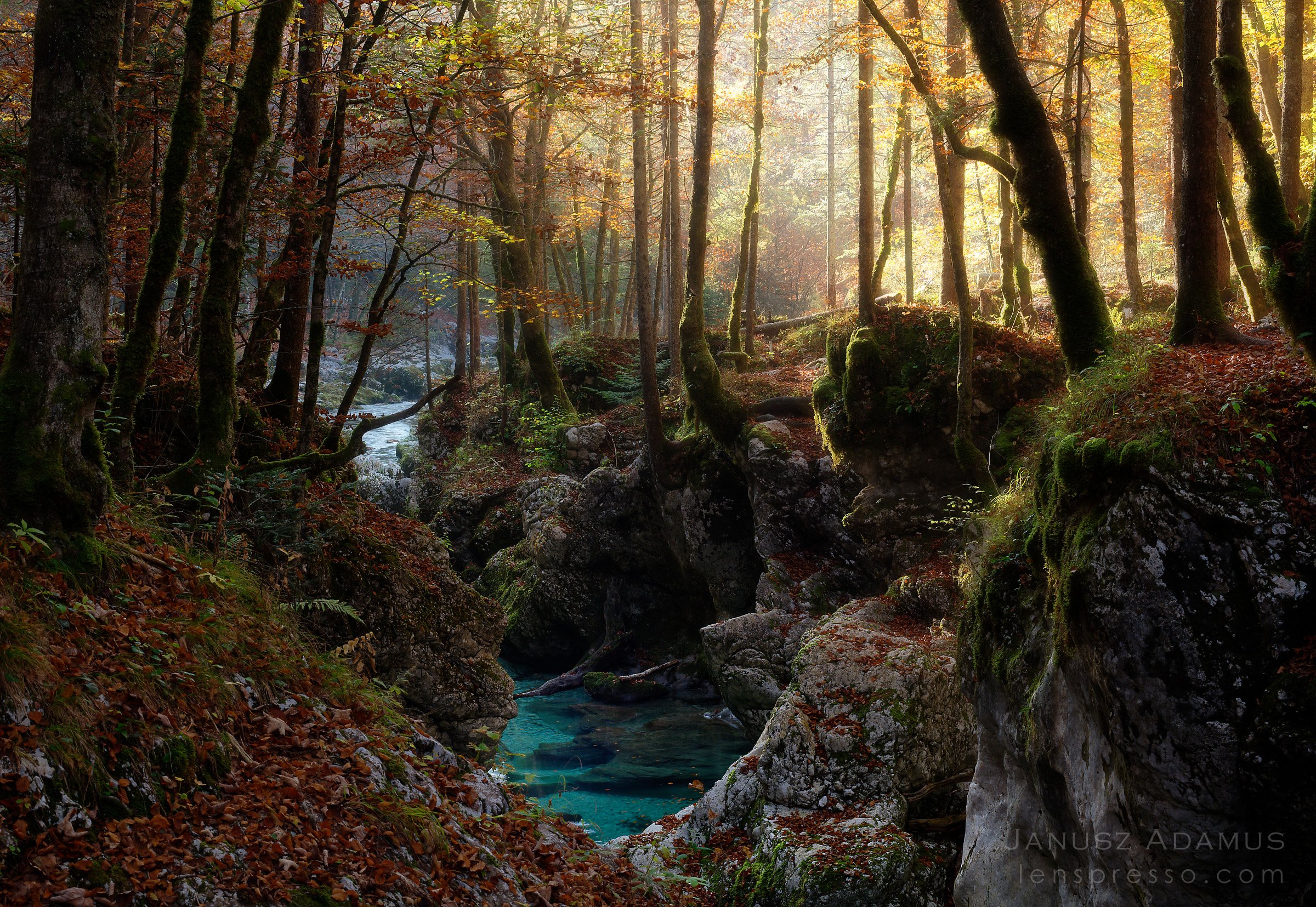 Woodland — Janusz Adamus photography