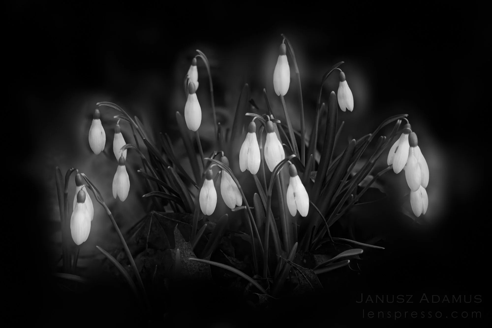 Black & White — Janusz Adamus photography