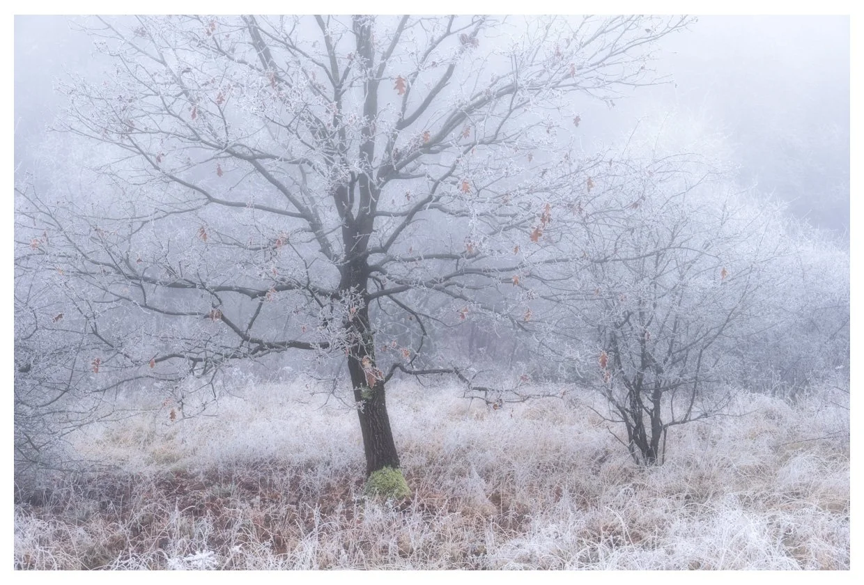 Frosty Oak Tree — Janusz Adamus photography