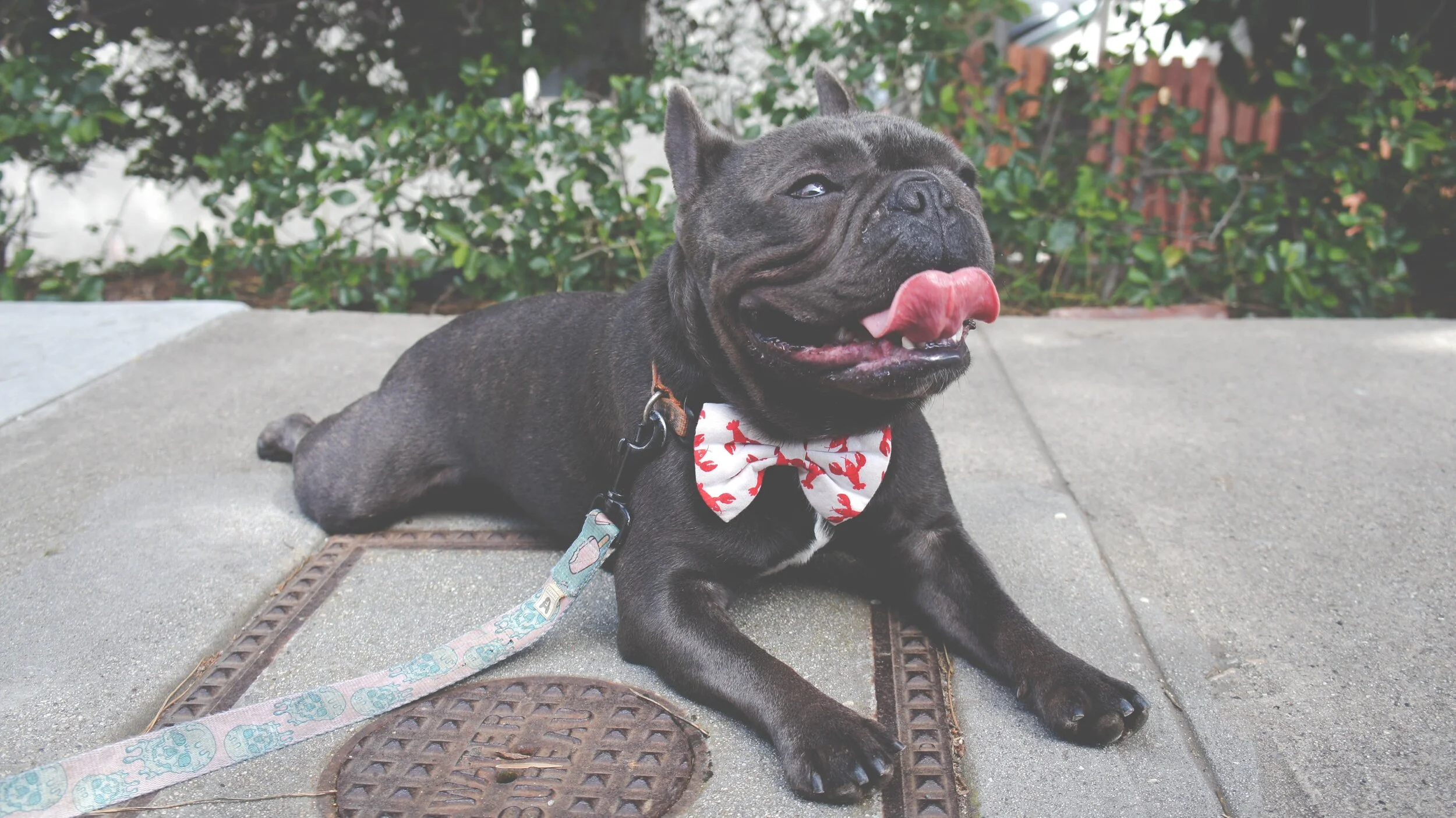 Dog Training Classes — Problem Solved Training, LLC