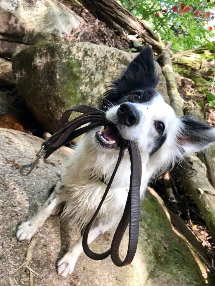 Dog Training Classes — Problem Solved Training, LLC