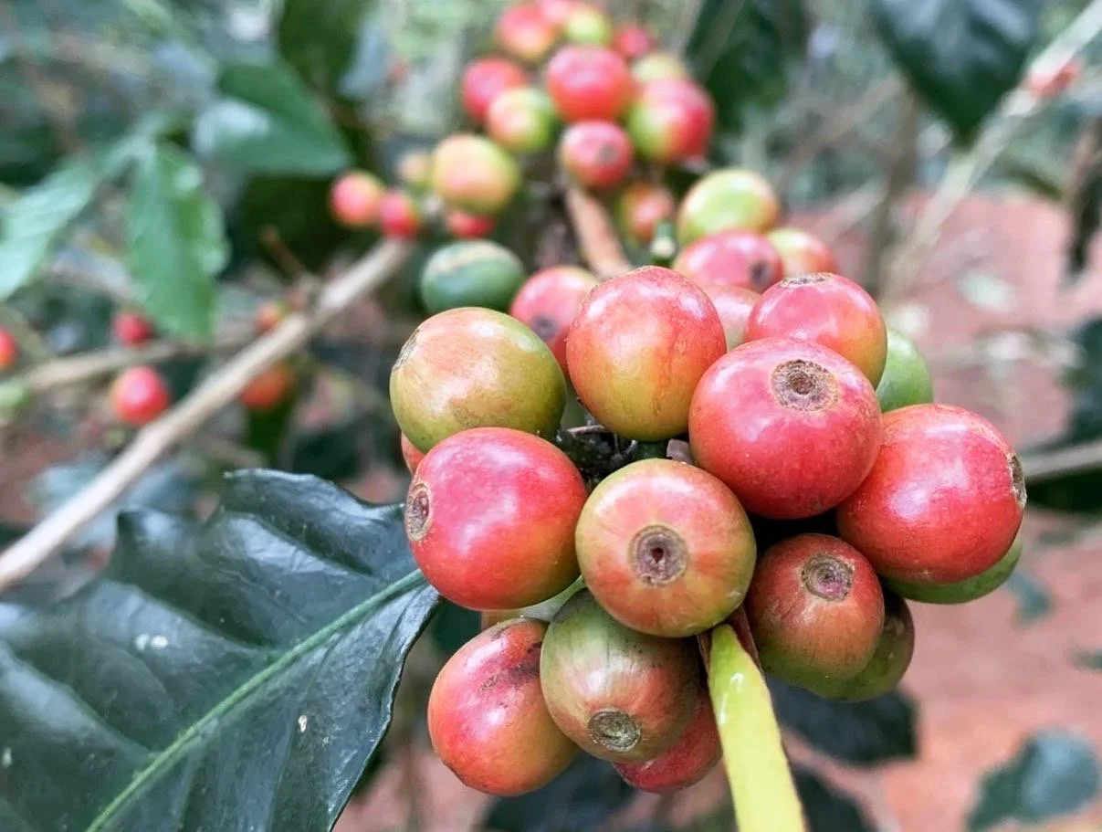 Bugkalot Coffee Company — Professionals International