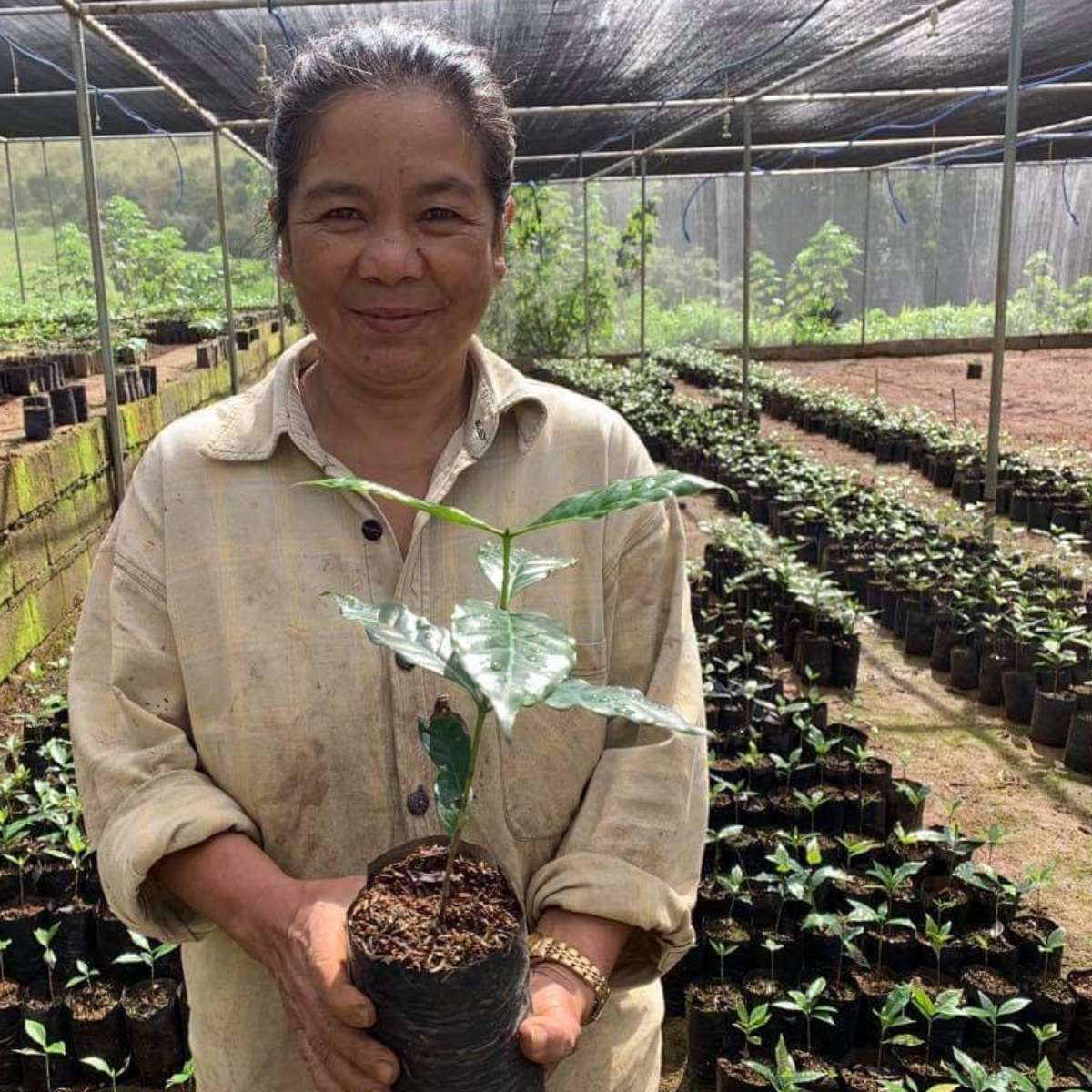 Bugkalot Coffee Company — Professionals International