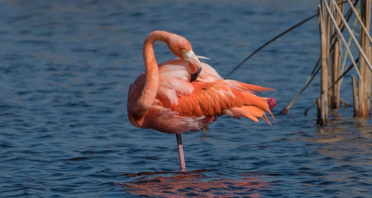 Flamingo Color and Movements — Friends of St. Marks Wildlife Refuge
